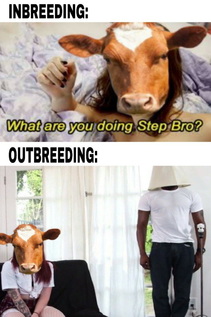 cattle meme? | Scrolller