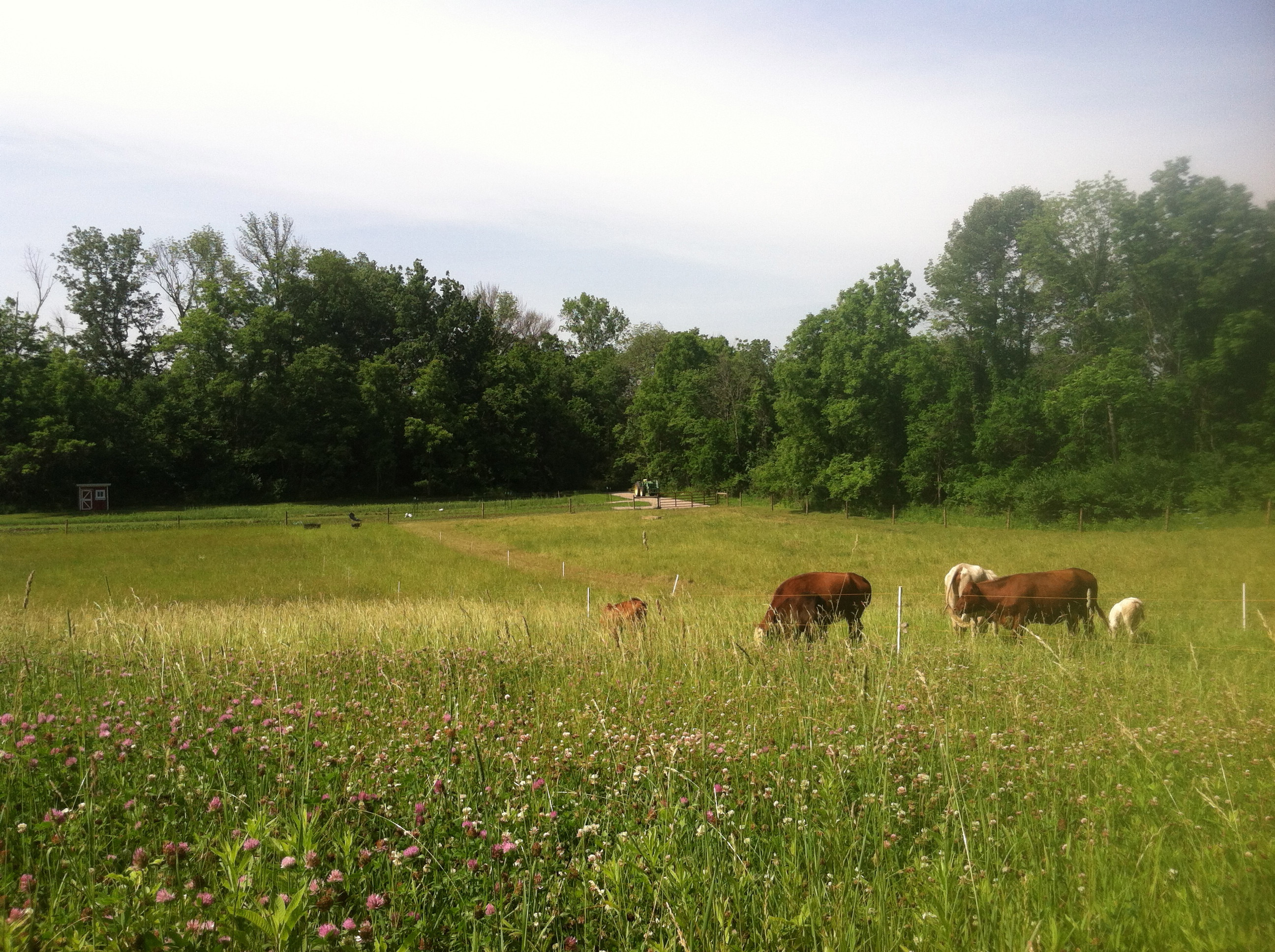 Cattle on Pasture, Champaign County Ohio [OC] [2592x1936] | Scrolller