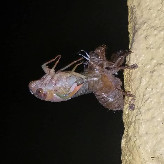 Caught a cicada midway through its final molt. Southern Arizona. | Scrolller