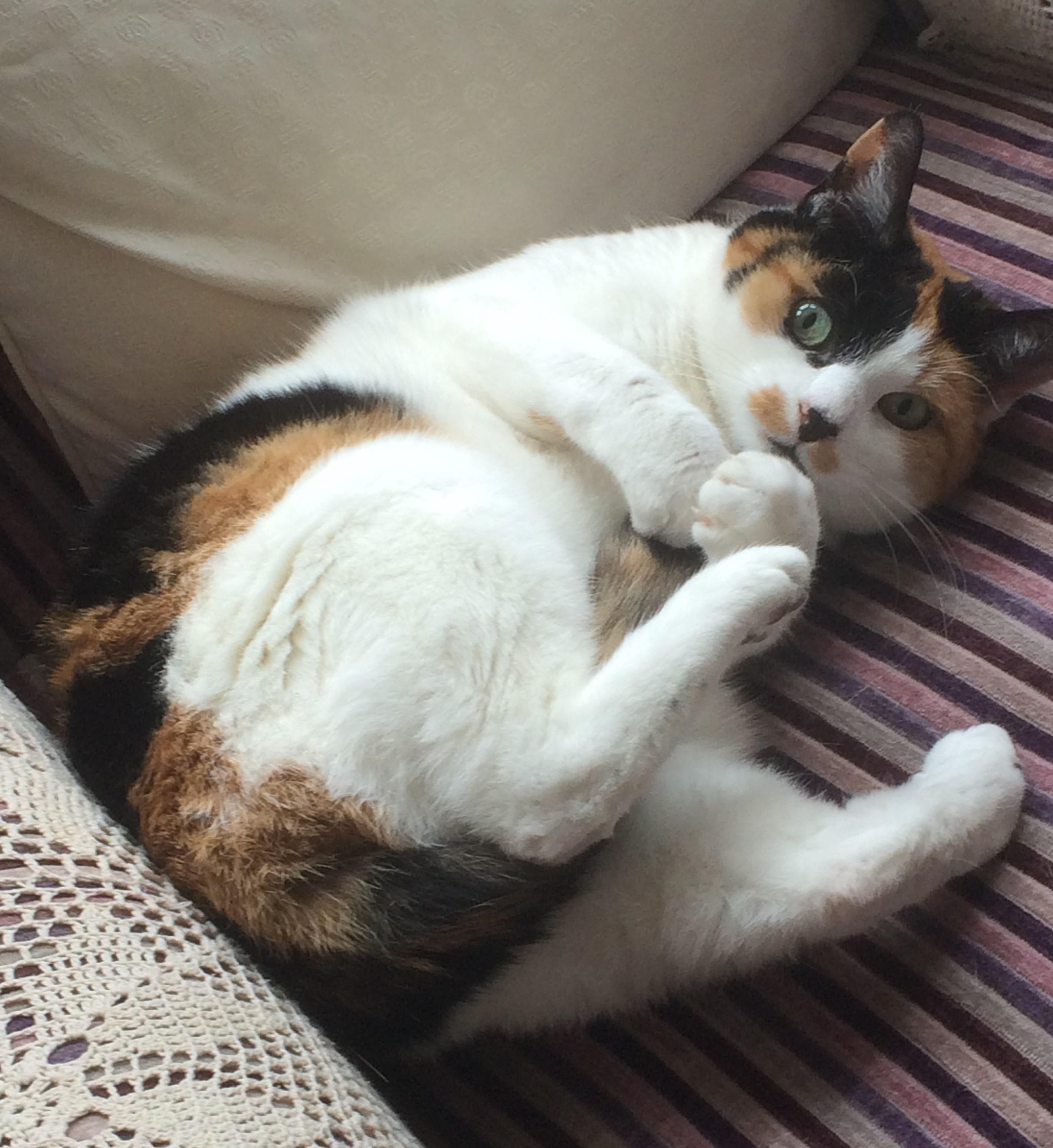 Caught her chewing her tail | Scrolller