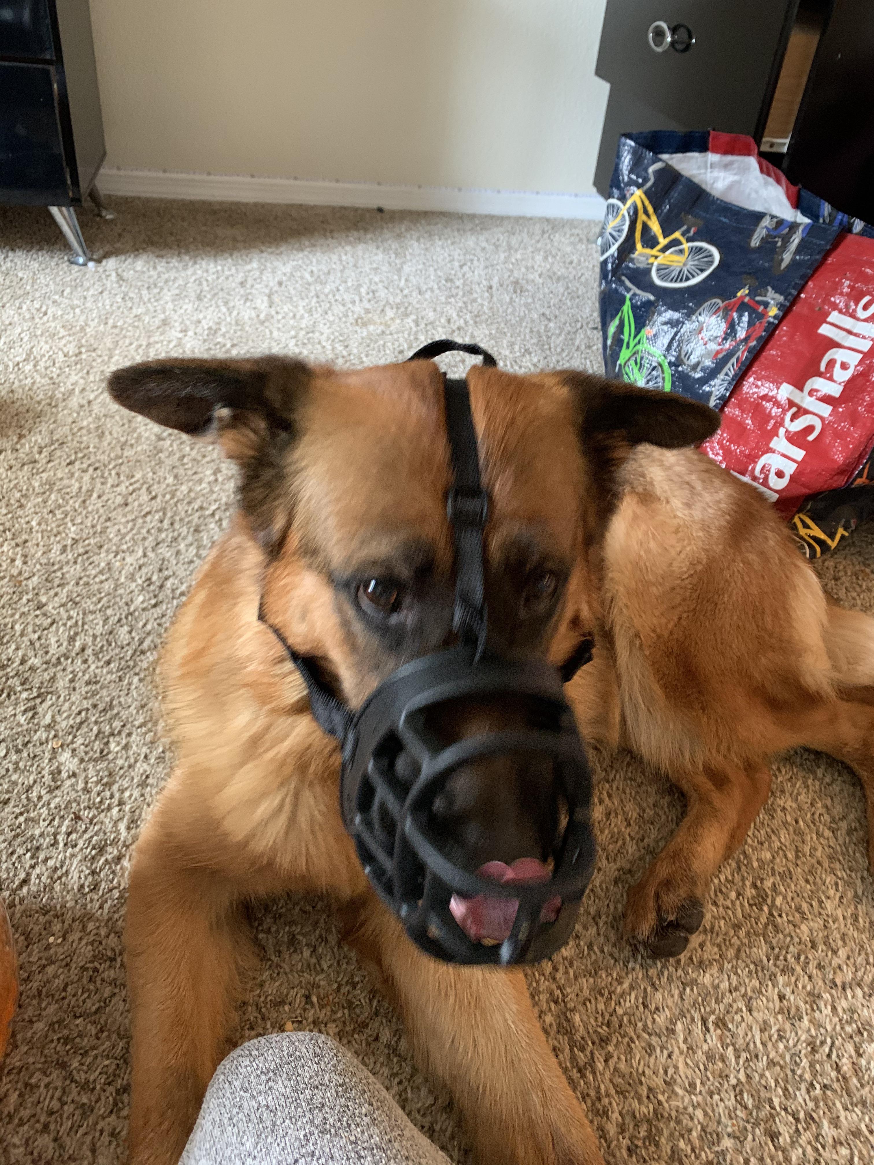 Caught her mid derp during our muzzle training session | Scrolller