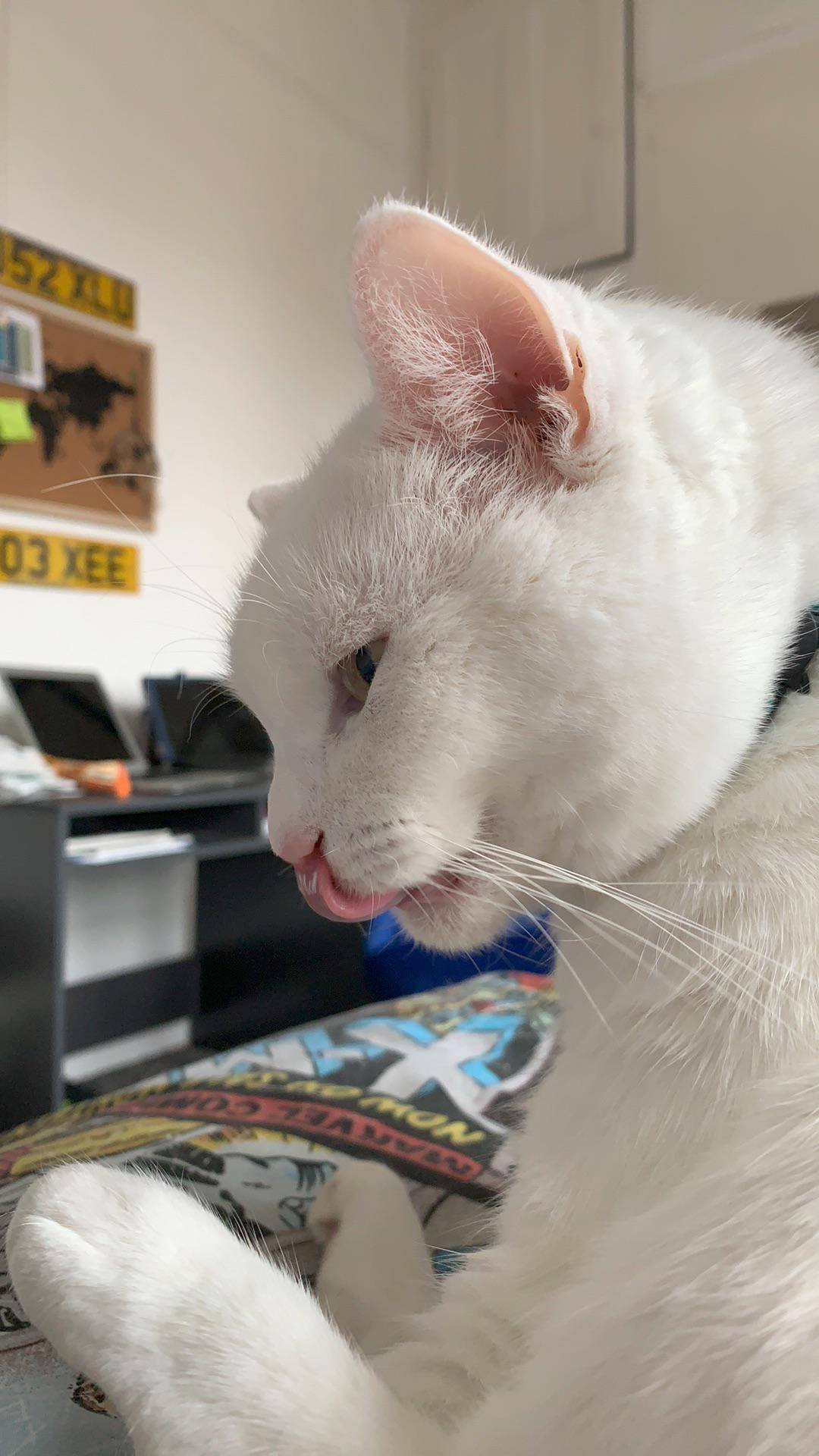 Caught Him Licking His Nose Scrolller