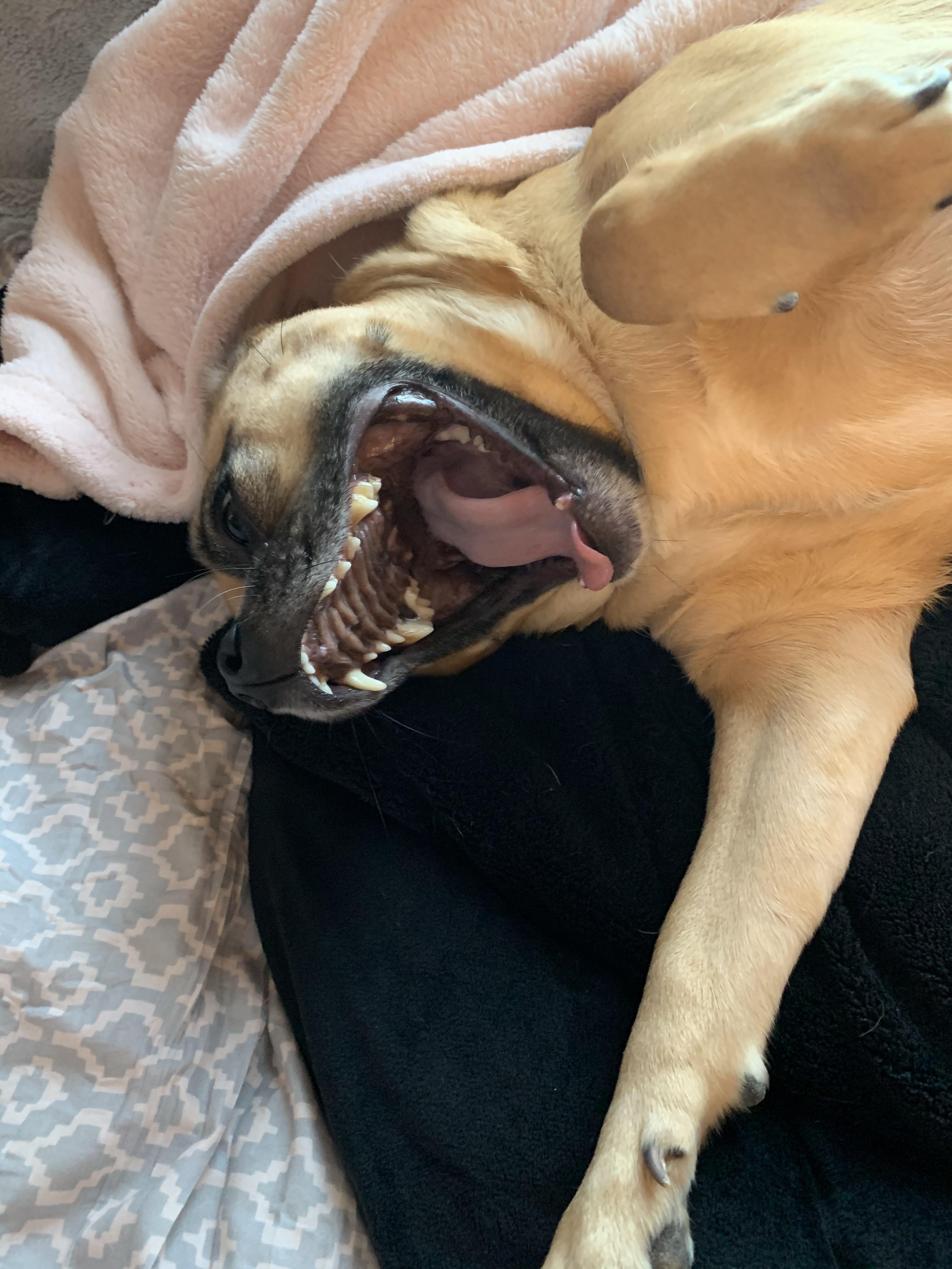 Caught Miss Daisy in a yawn | Scrolller