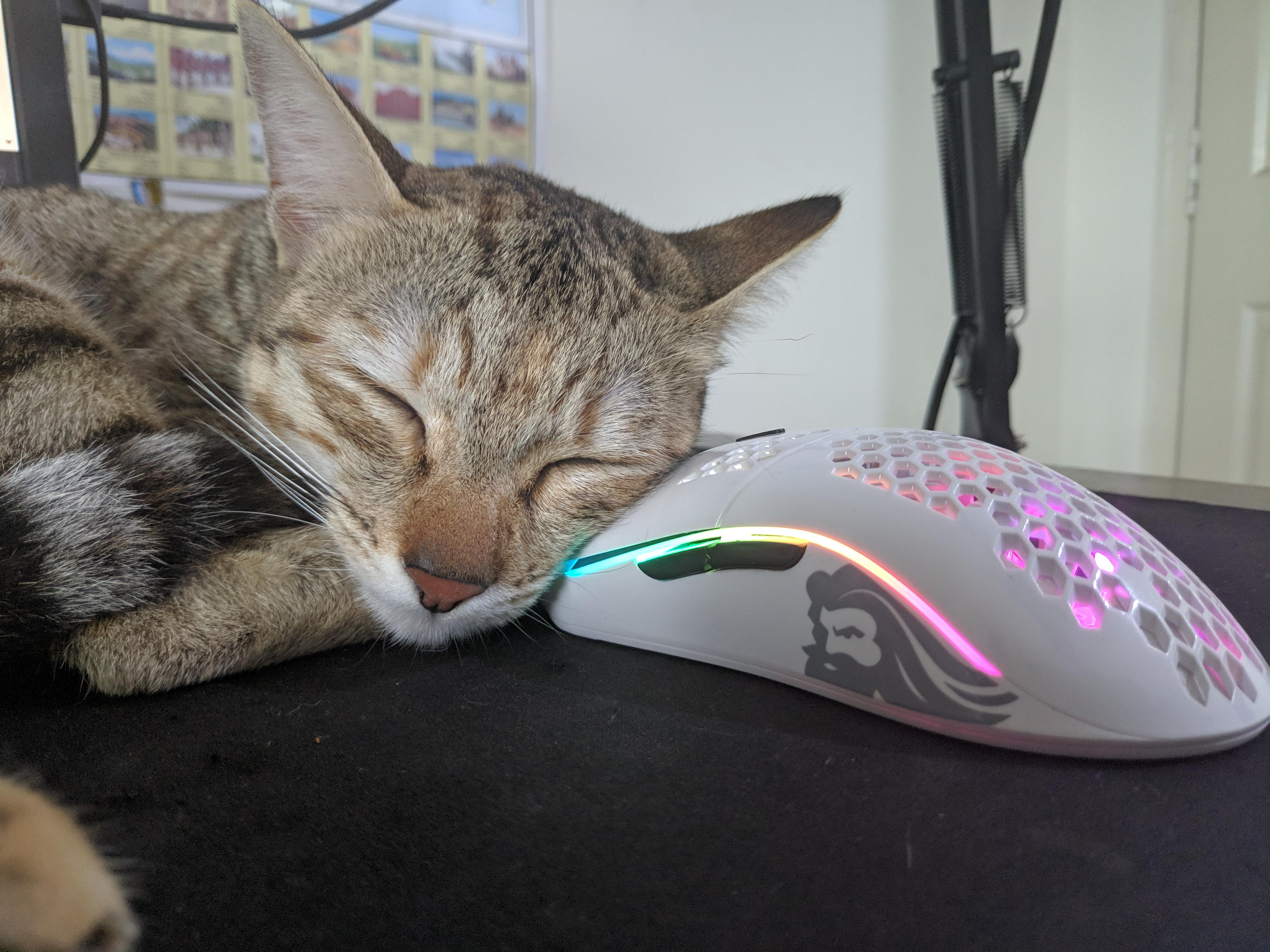 Caught my babies napping | Scrolller