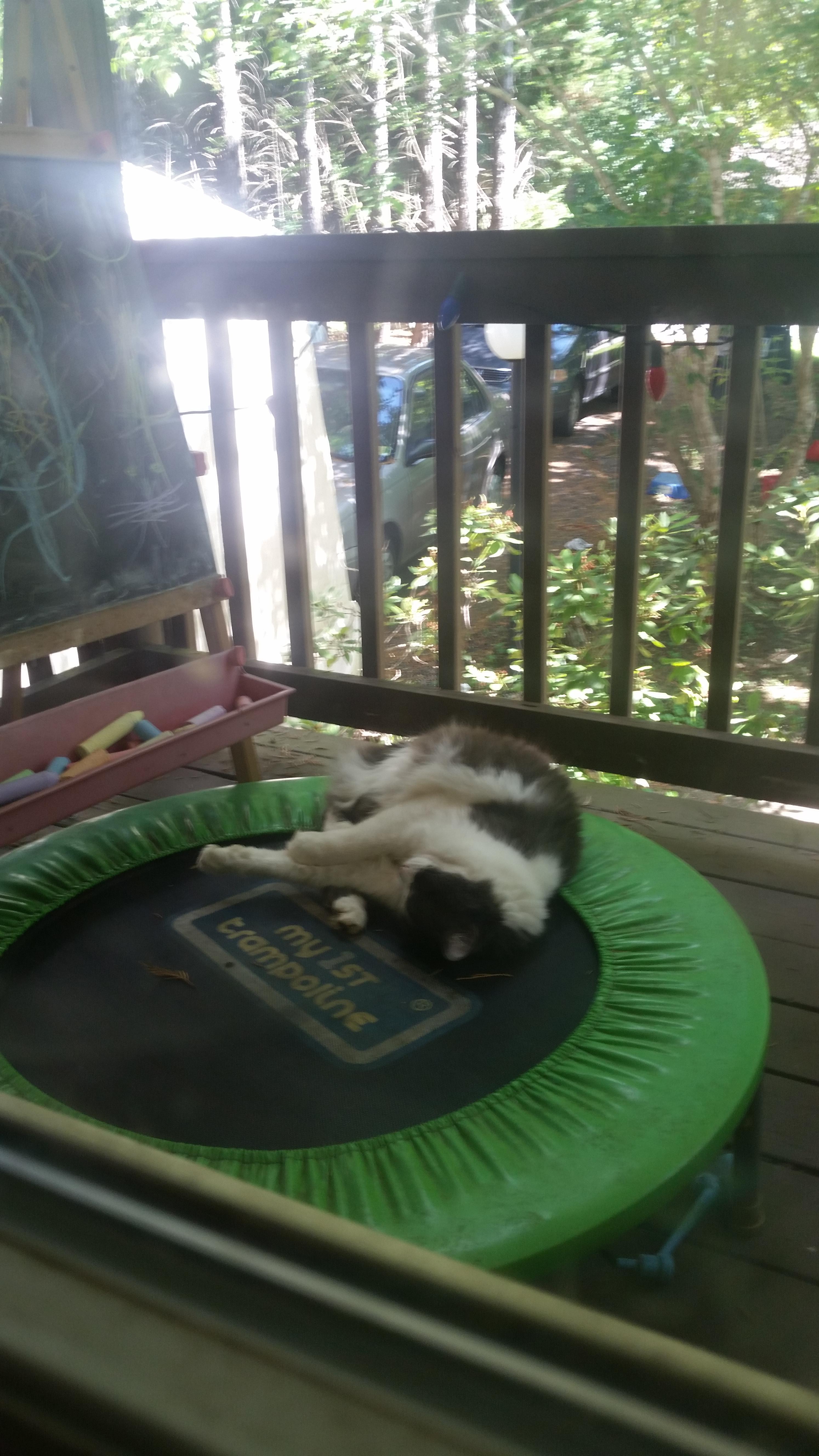 Caught my cat noodleboning | Scrolller