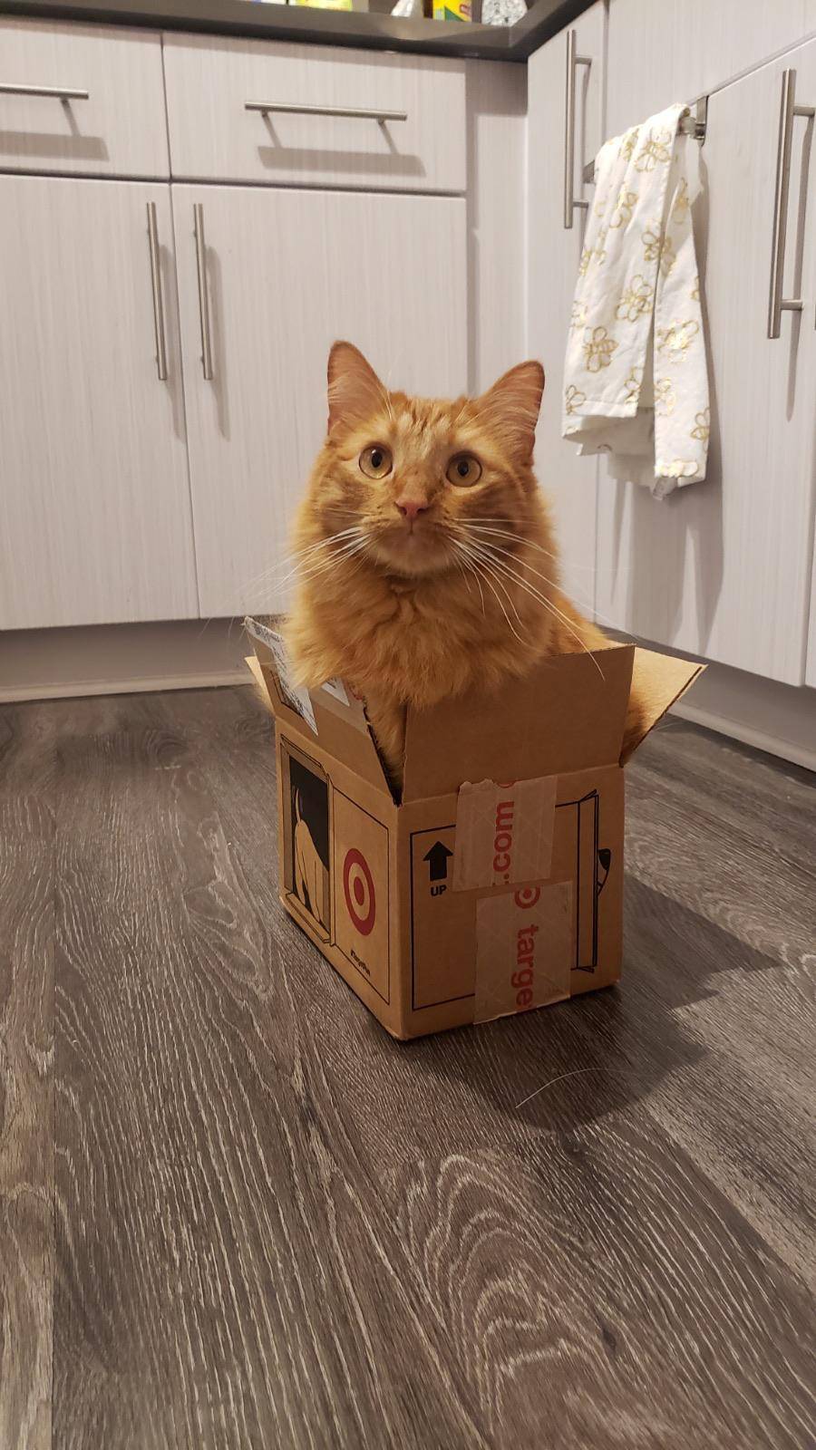 Caught the elusive Felis Orangeous | Scrolller