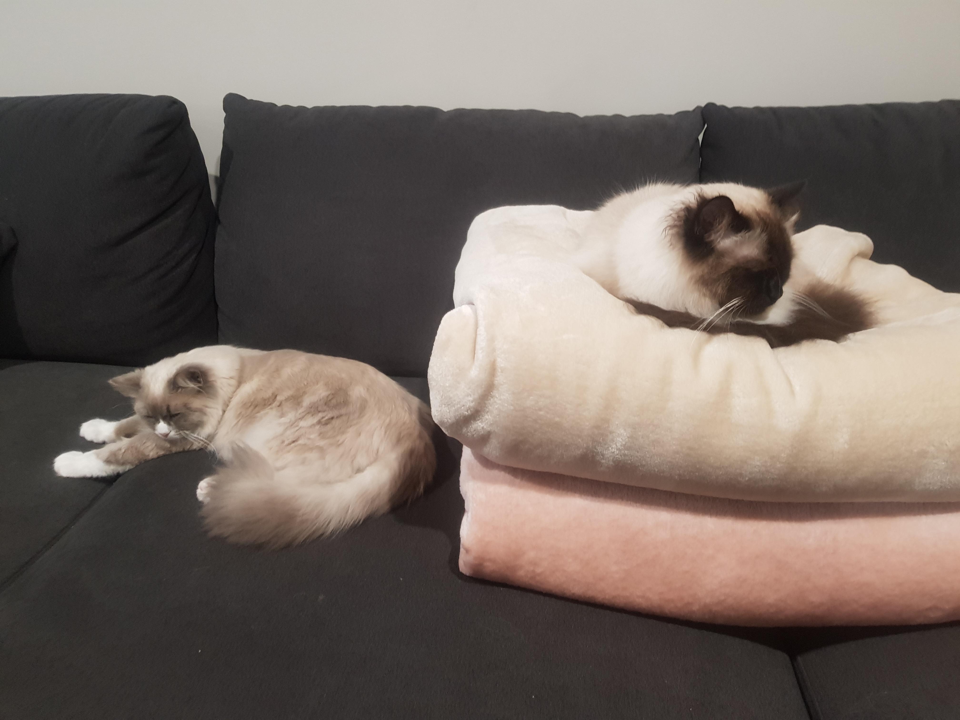 Caught the two boys napping together after several days of not getting along | Scrolller