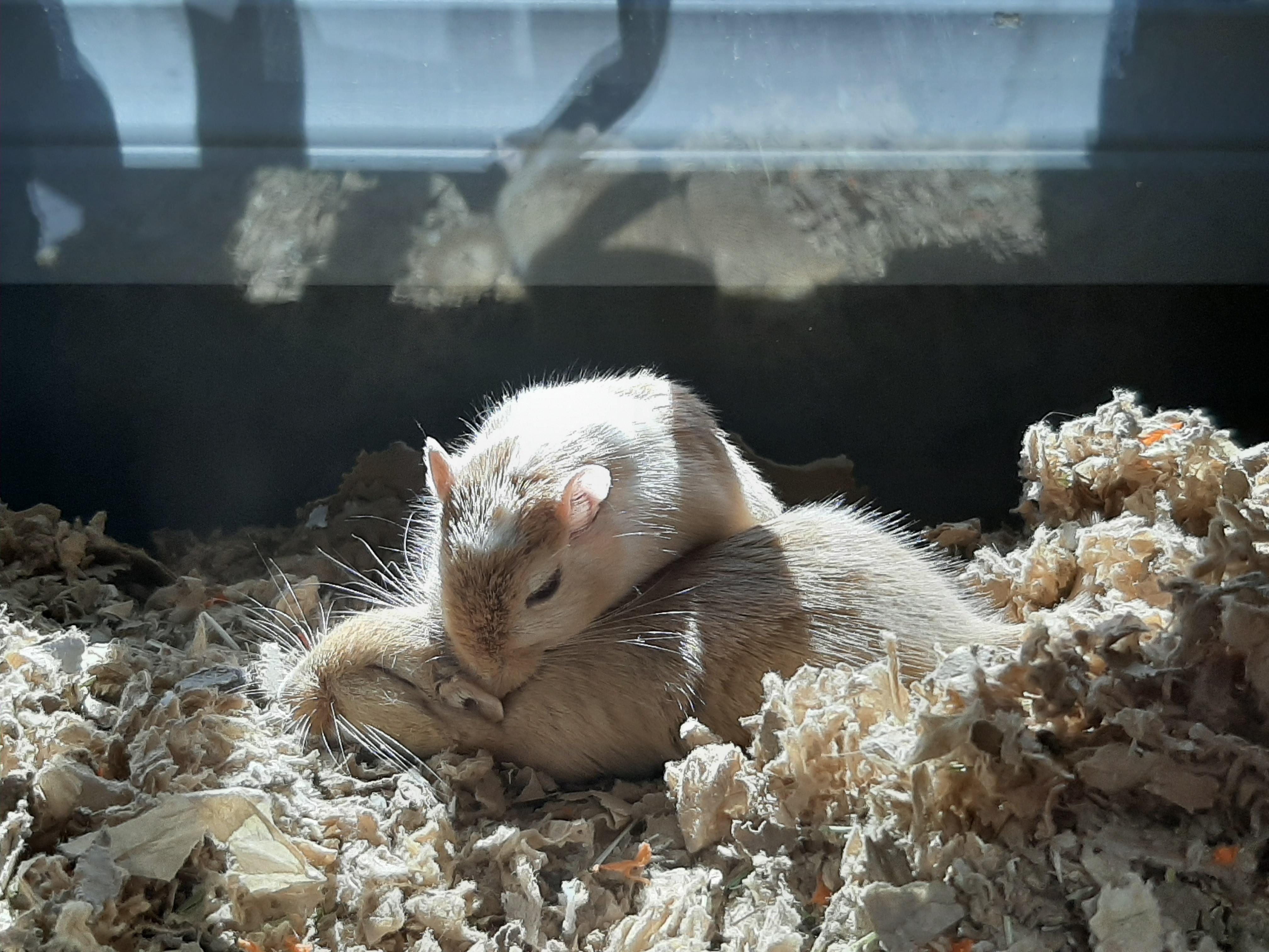 Caught these two snuggle bugs the other day | Scrolller