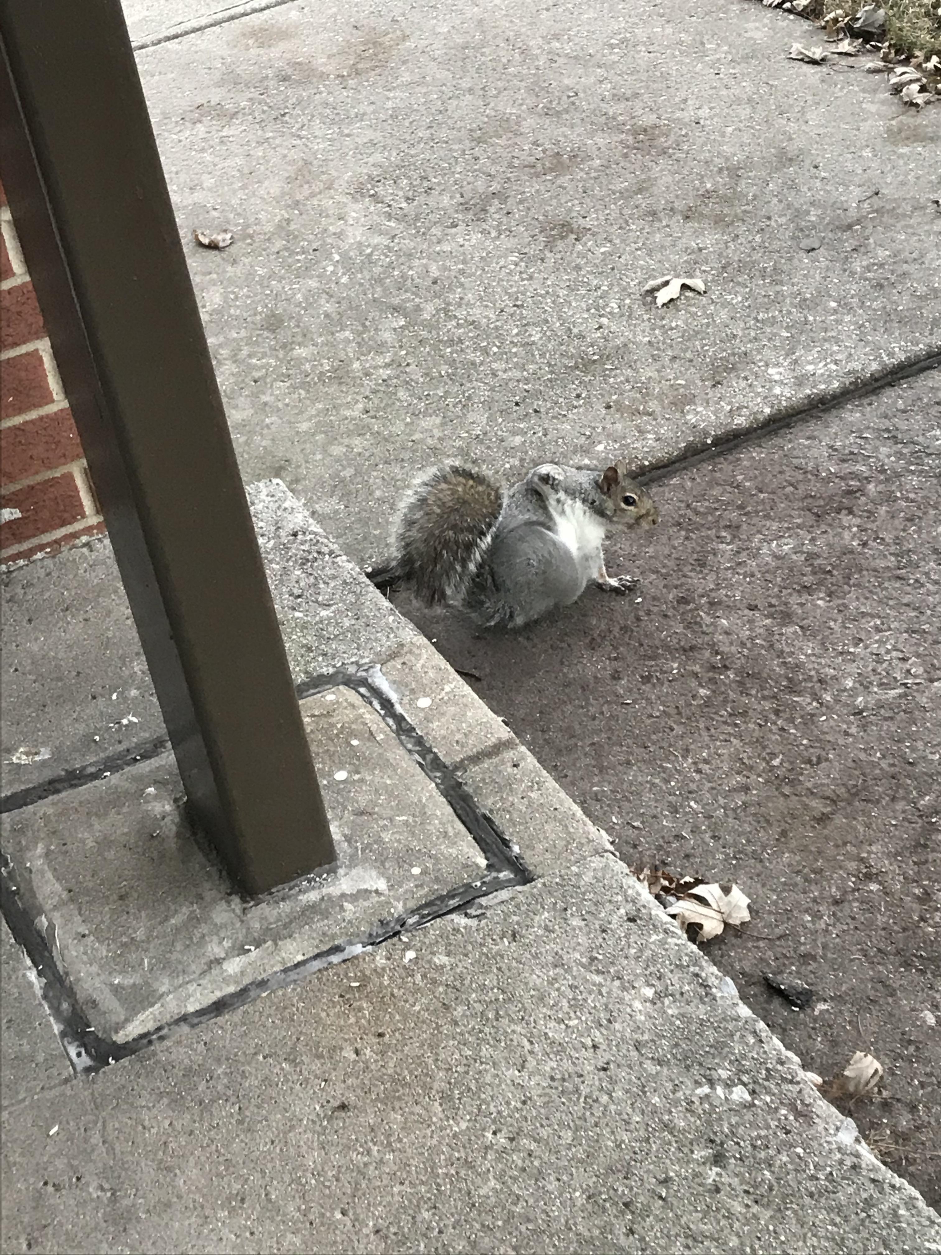 Caught this fatty scratching herself outside of my apartment the other day. | Scrolller