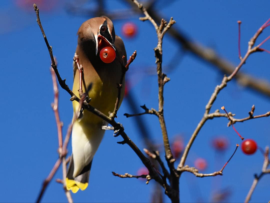 Cedar waxwing eating a berry | Scrolller