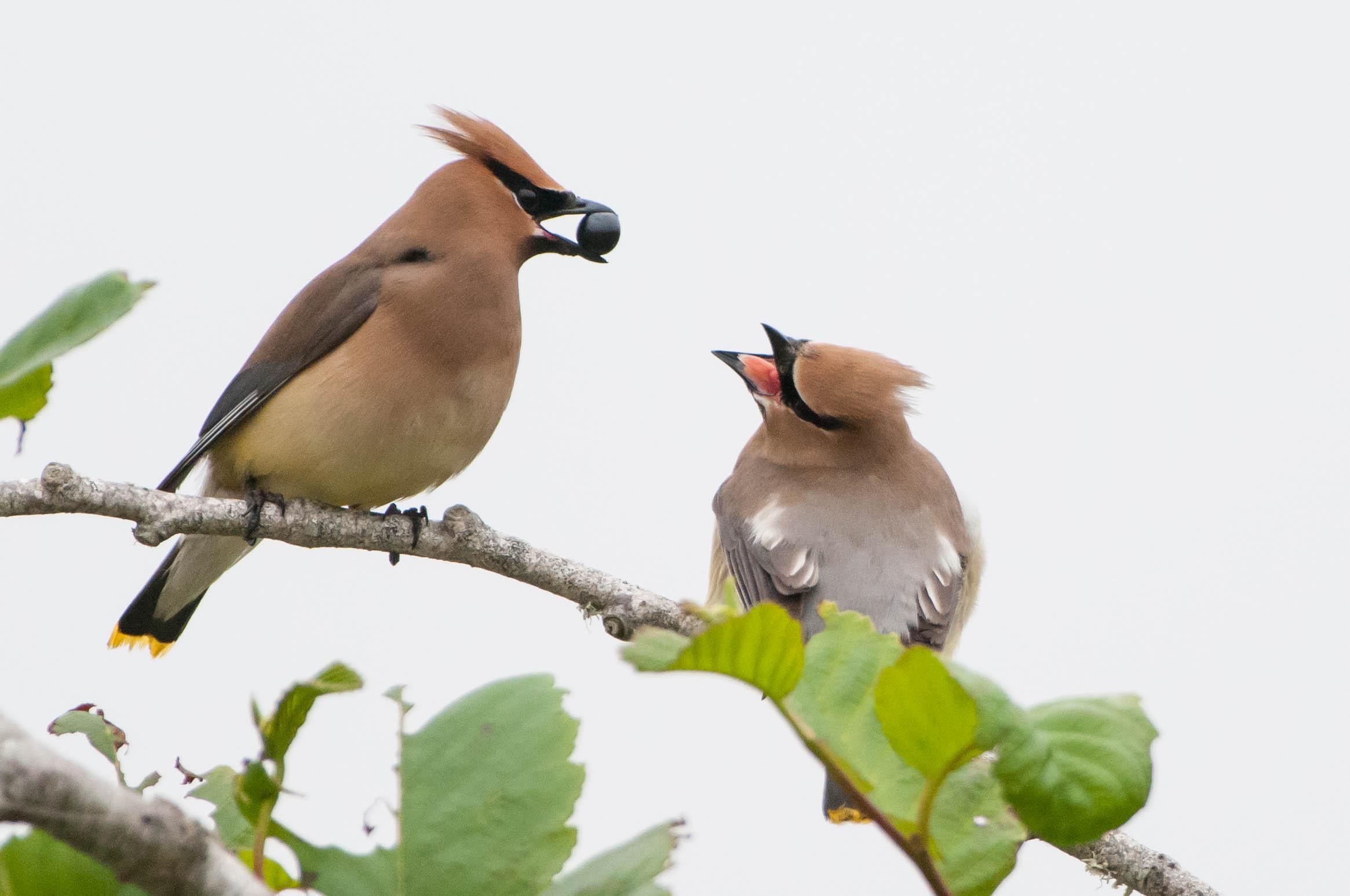 Cedar Waxwing Giving Berry to Fluffy Waxwing | Scrolller