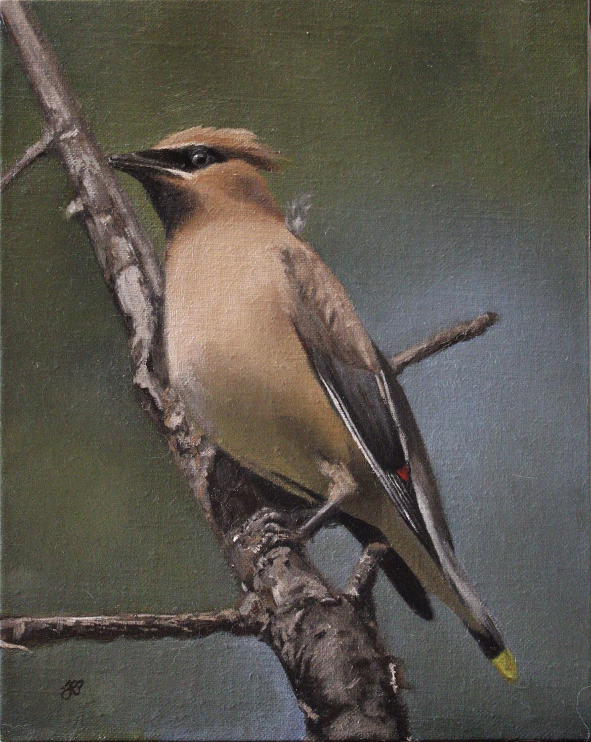 Cedar waxwings are the birds that got me into birding so I thought it fitting that I paint one ...