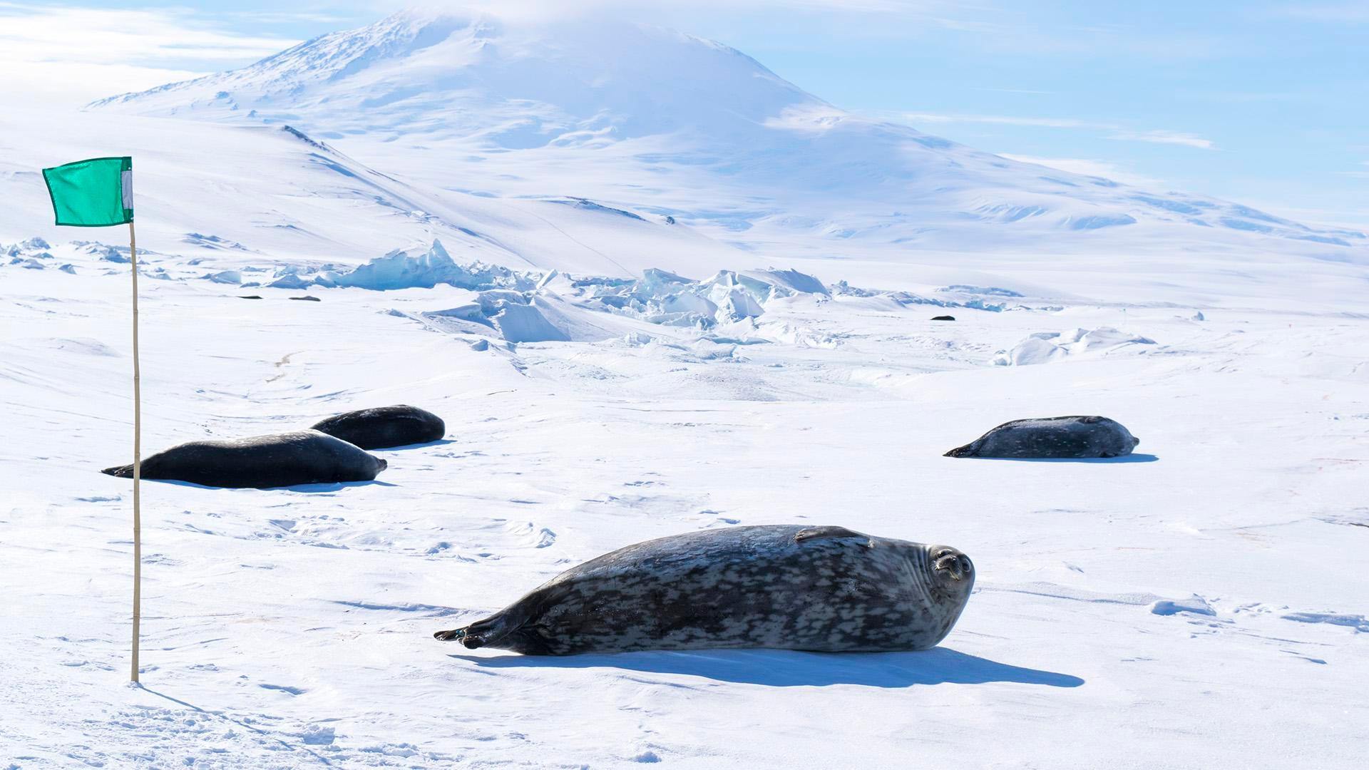 Celebrating the sub's reopening with some sleepy seals! | Scrolller