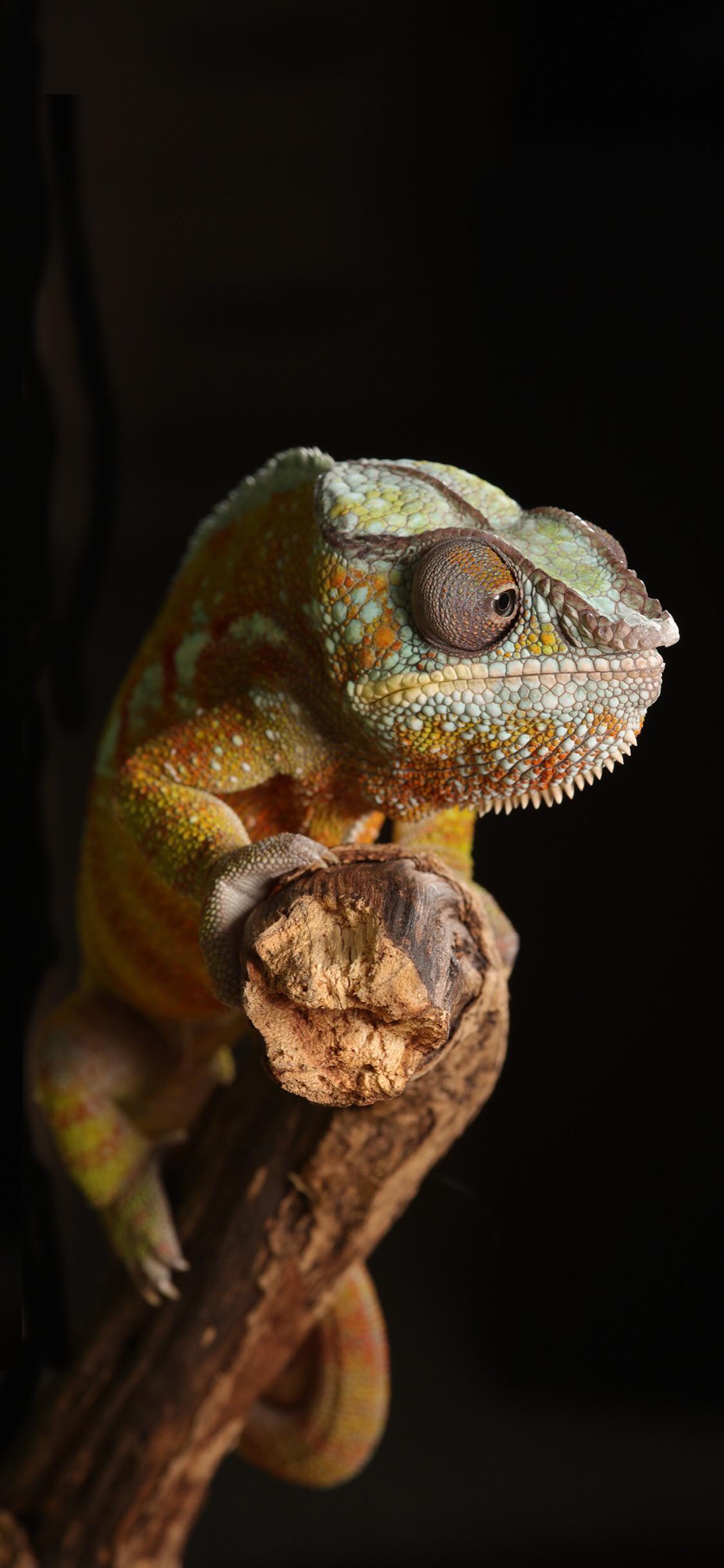 Chameleon | Scrolller