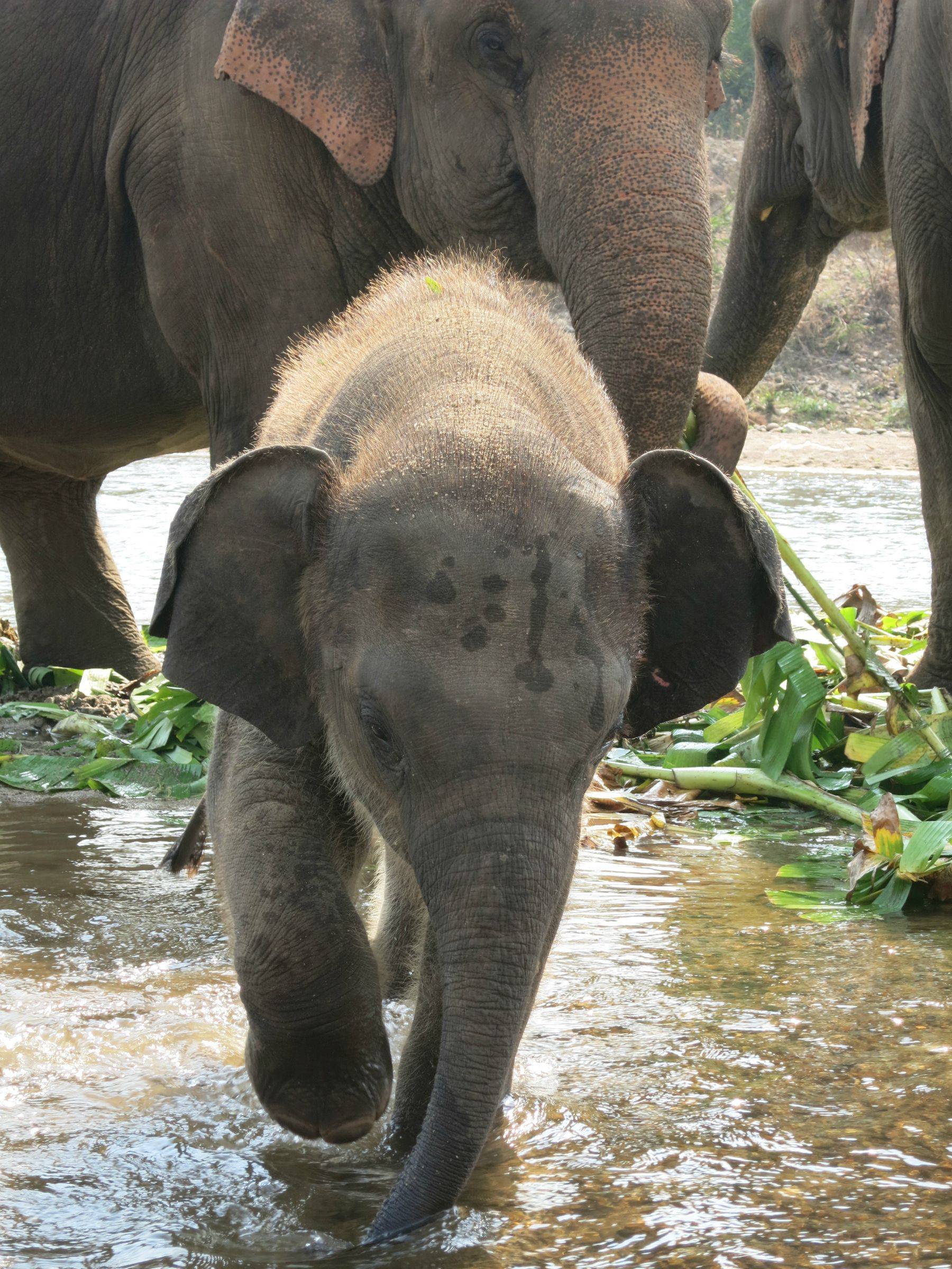 Charged by a baby elephant! | Scrolller