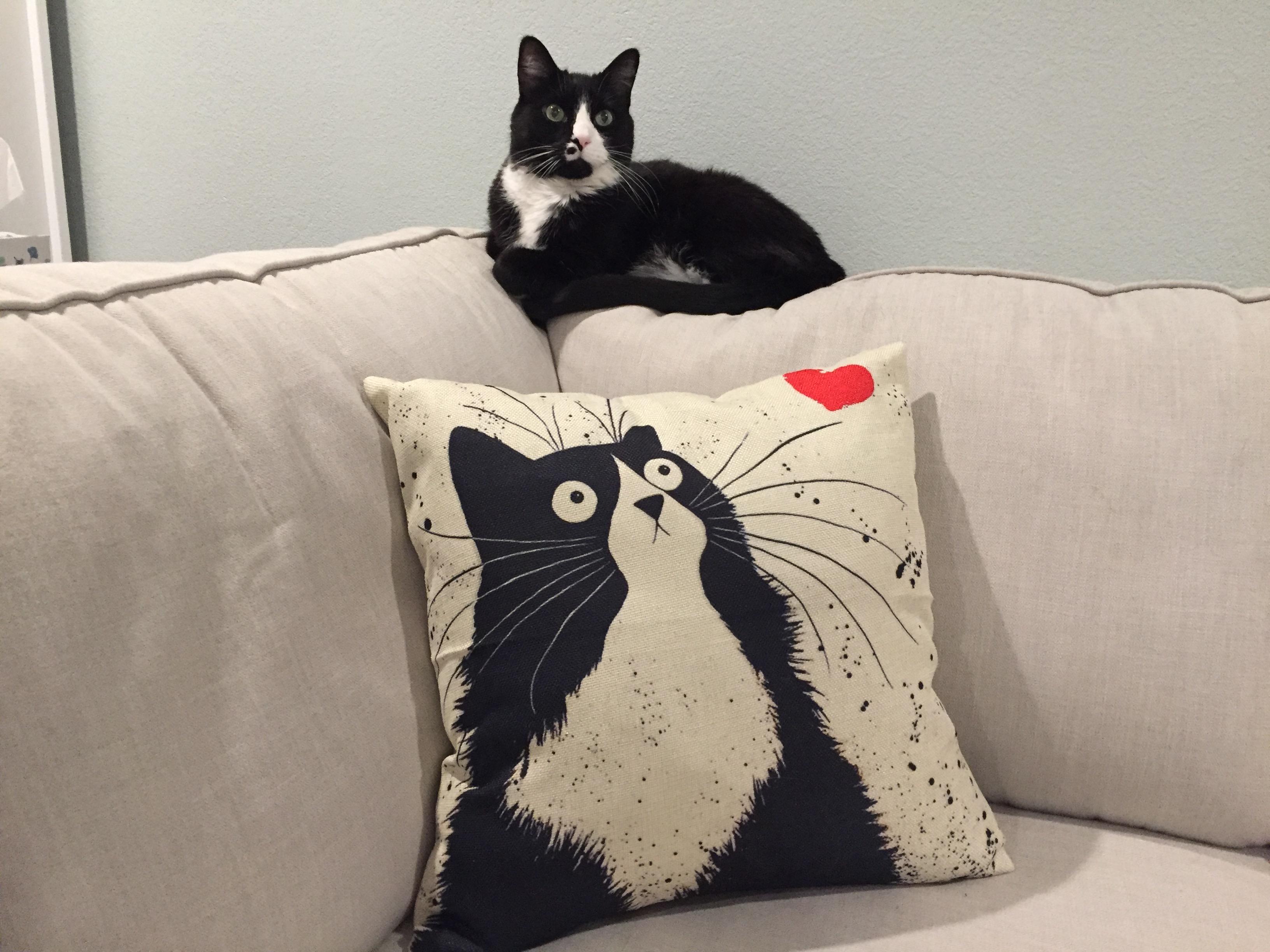 Charlie and his pillow | Scrolller