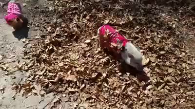 Charlotte Loves Playing in the Leaves | Scrolller