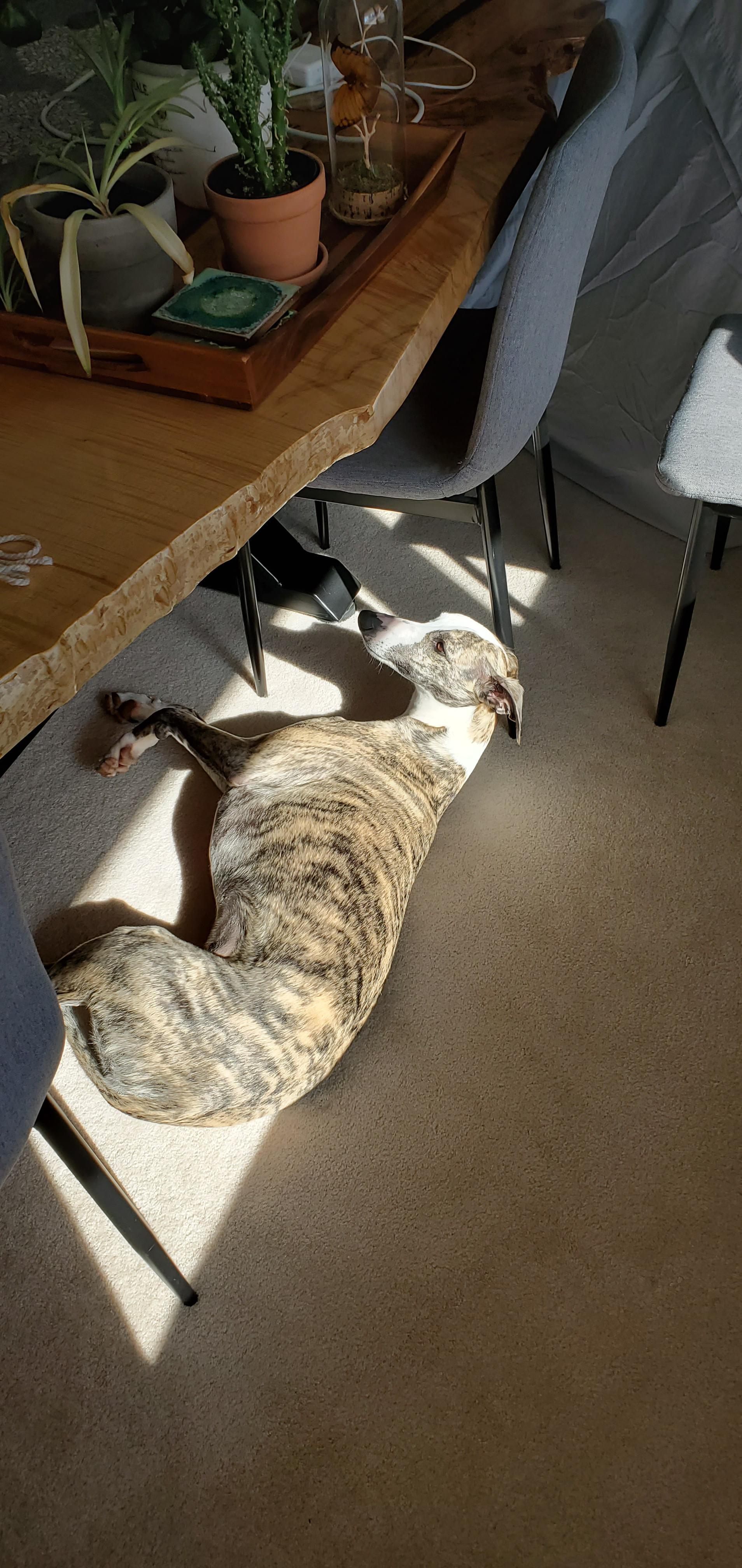 Chasing the last sliver of sun in the afternoon | Scrolller