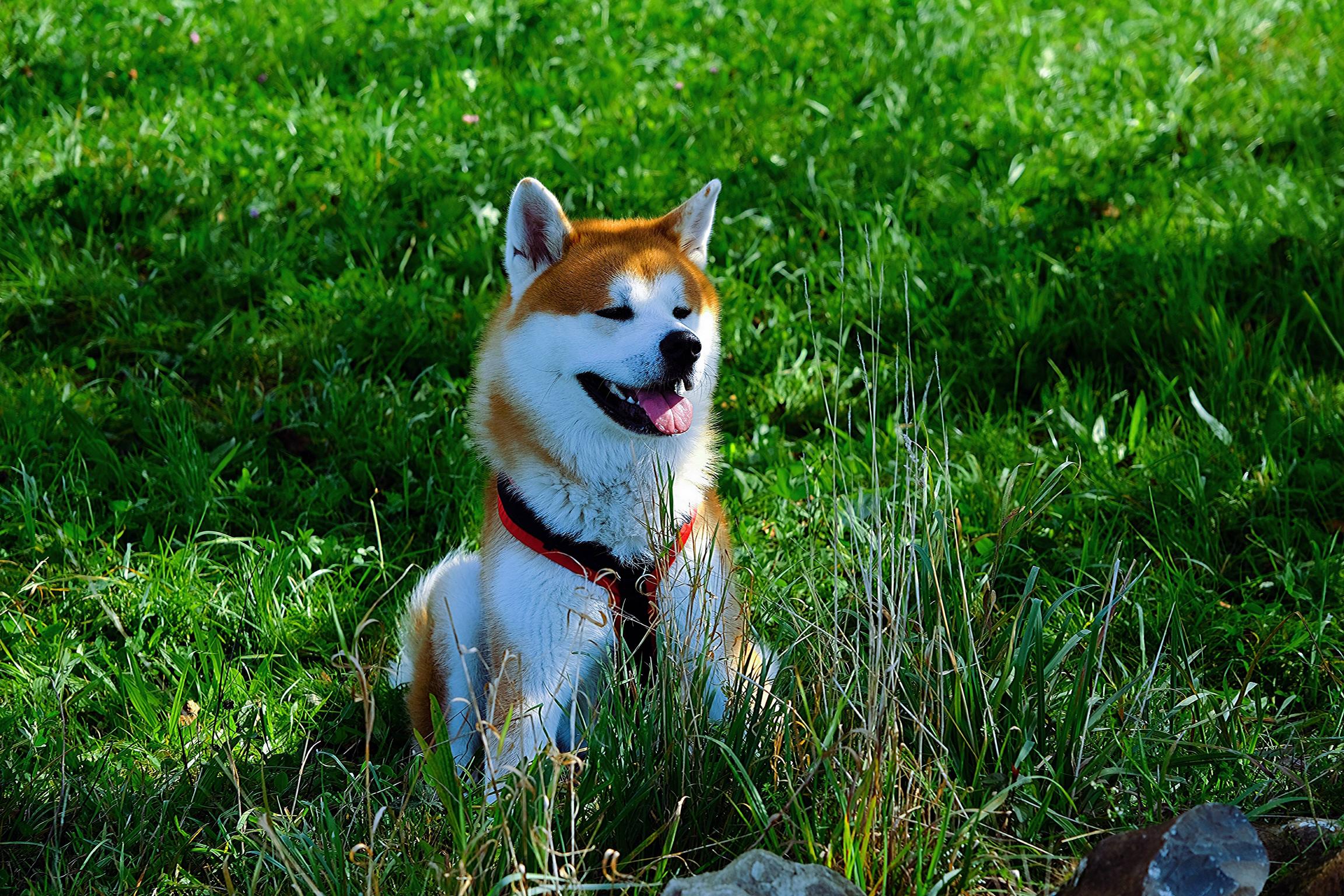 Checking out his territory 💪🙃 | Scrolller