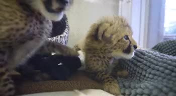 Cheetah cub sisters | Scrolller