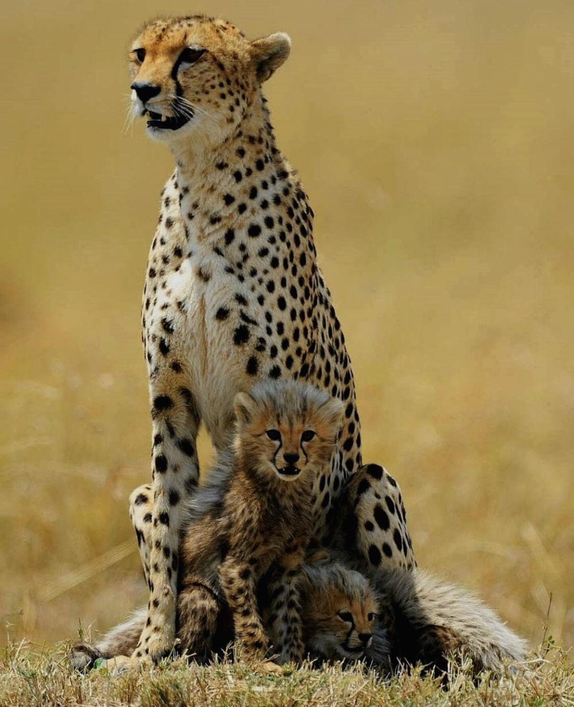 Cheetah Family | Scrolller