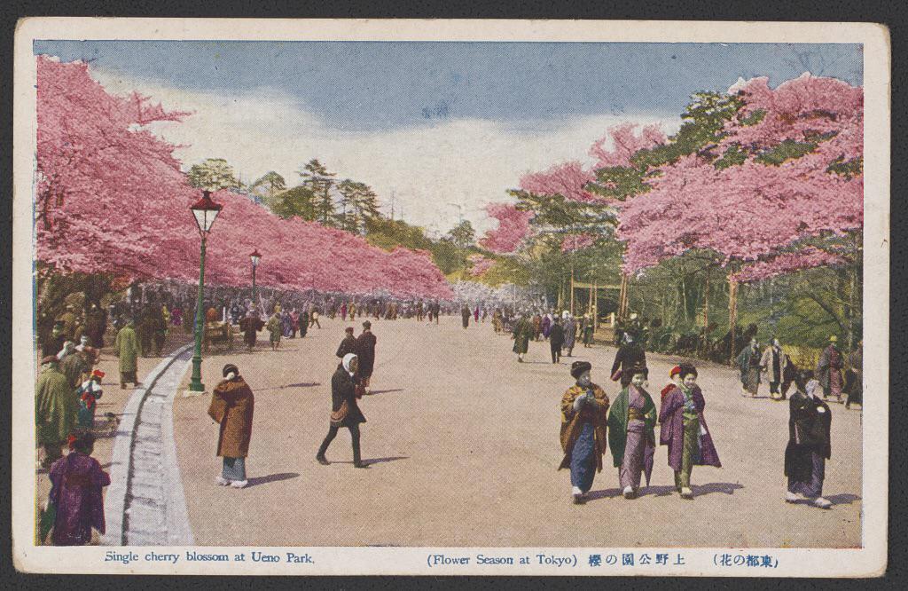 Cherry Blossom Scrolller