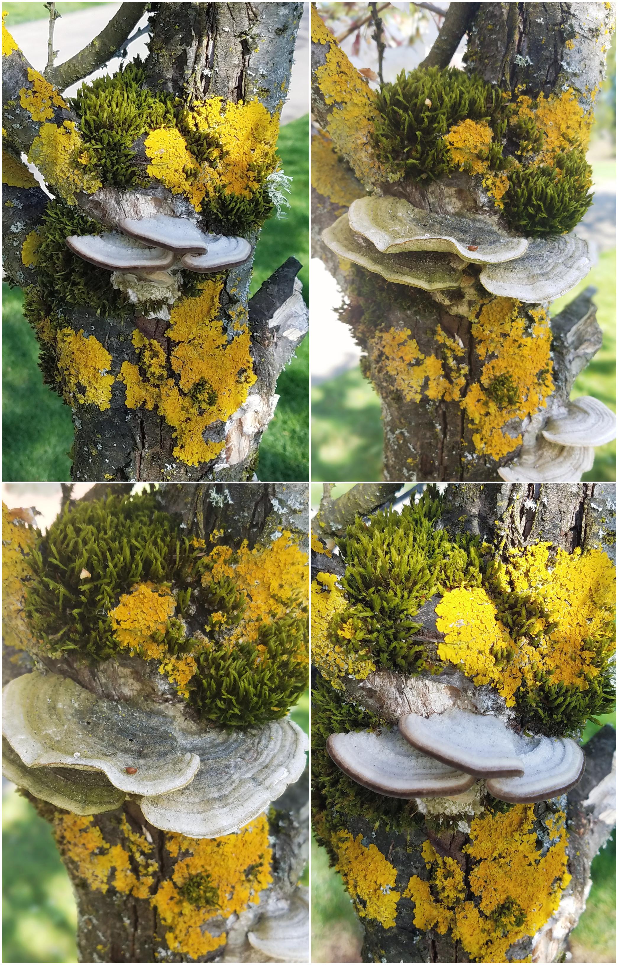 Cherry tree with fungi, lichen, and moss. April 2019 vs March 2020. | Scrolller