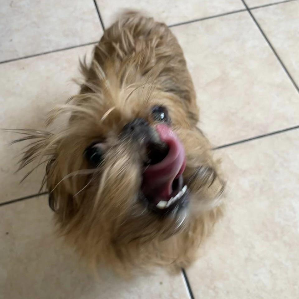 Chewbacca | Scrolller