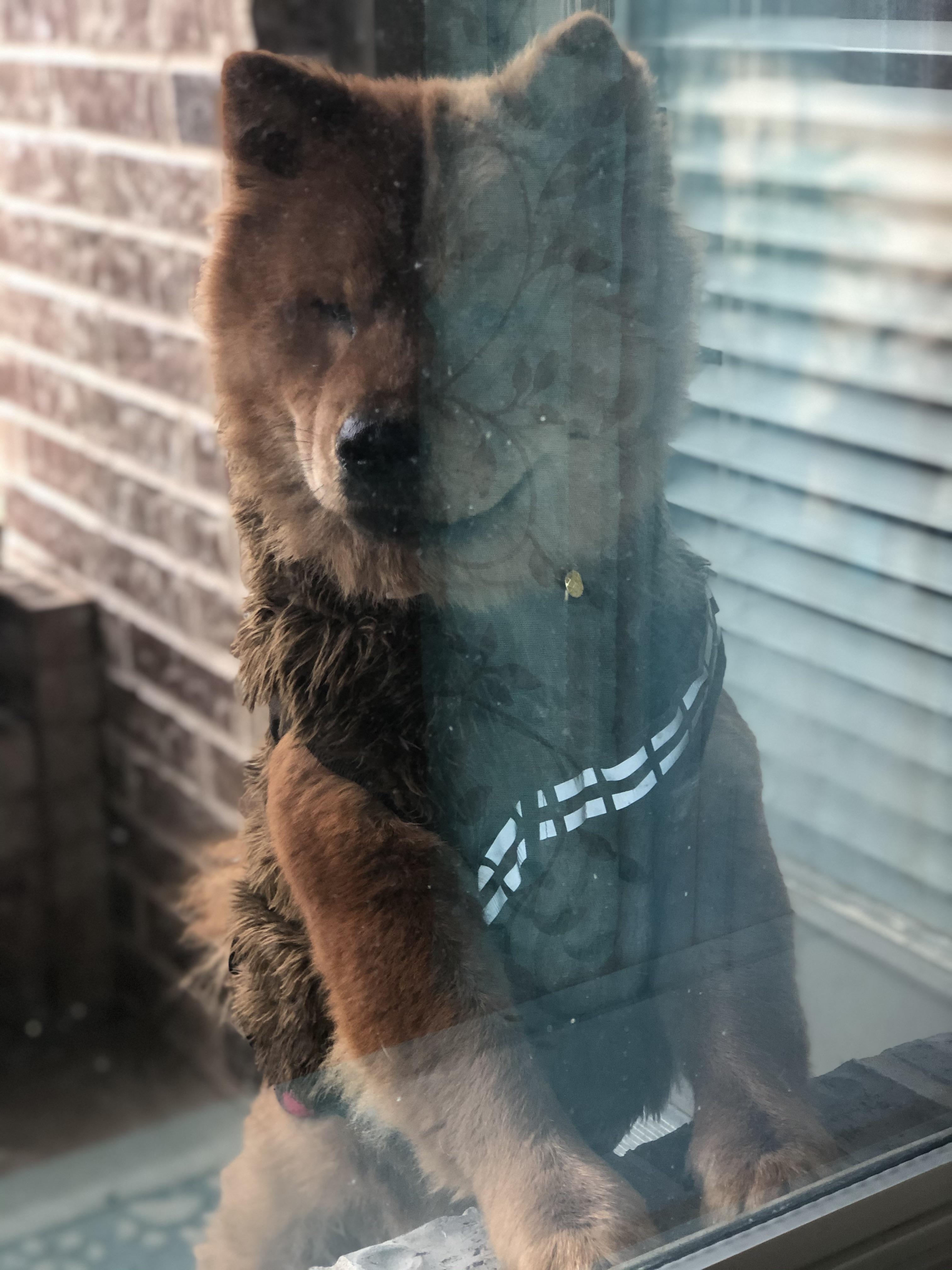 Chewbacca love | Scrolller