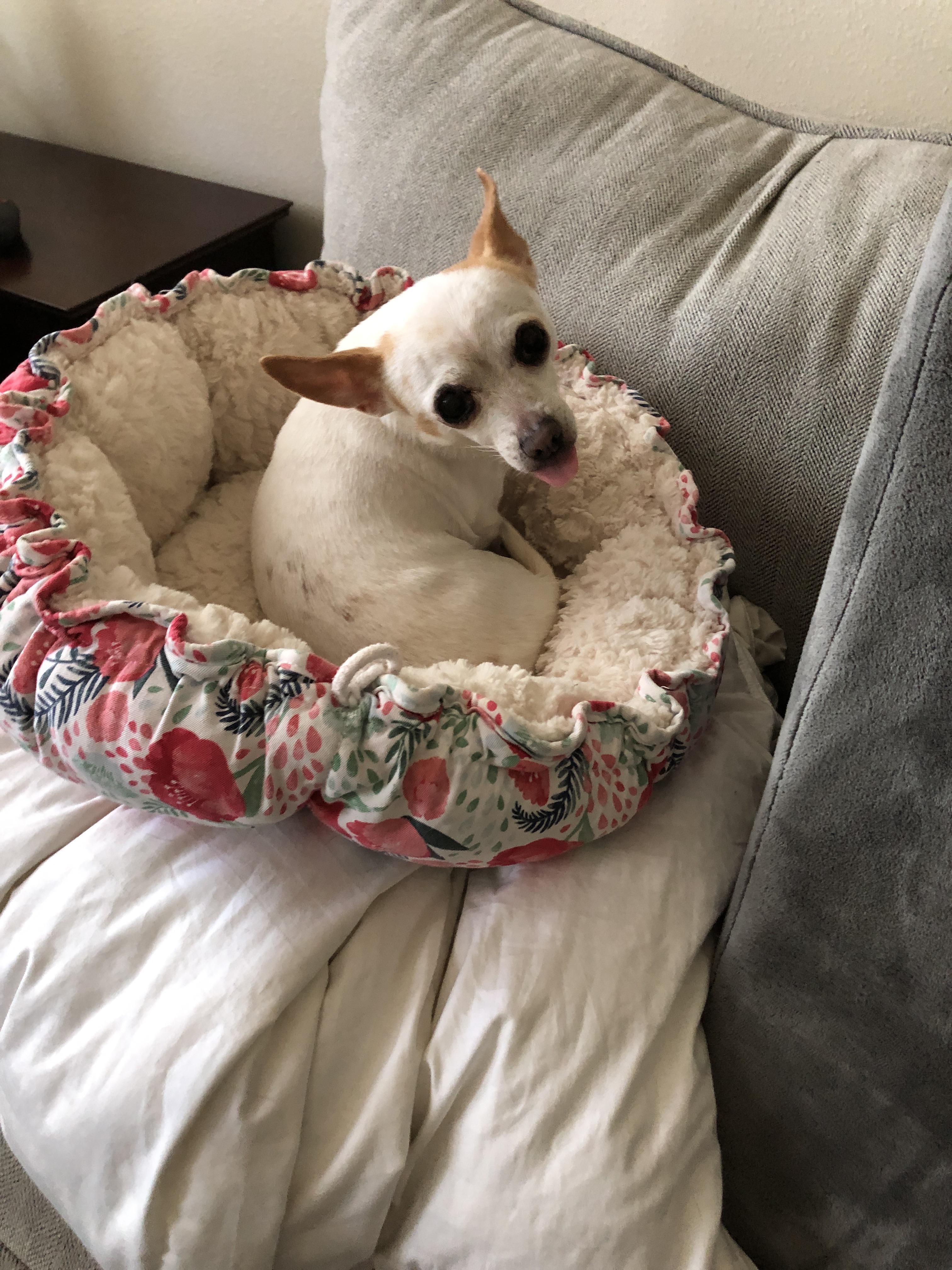 Chi-Chi Bloop | Scrolller