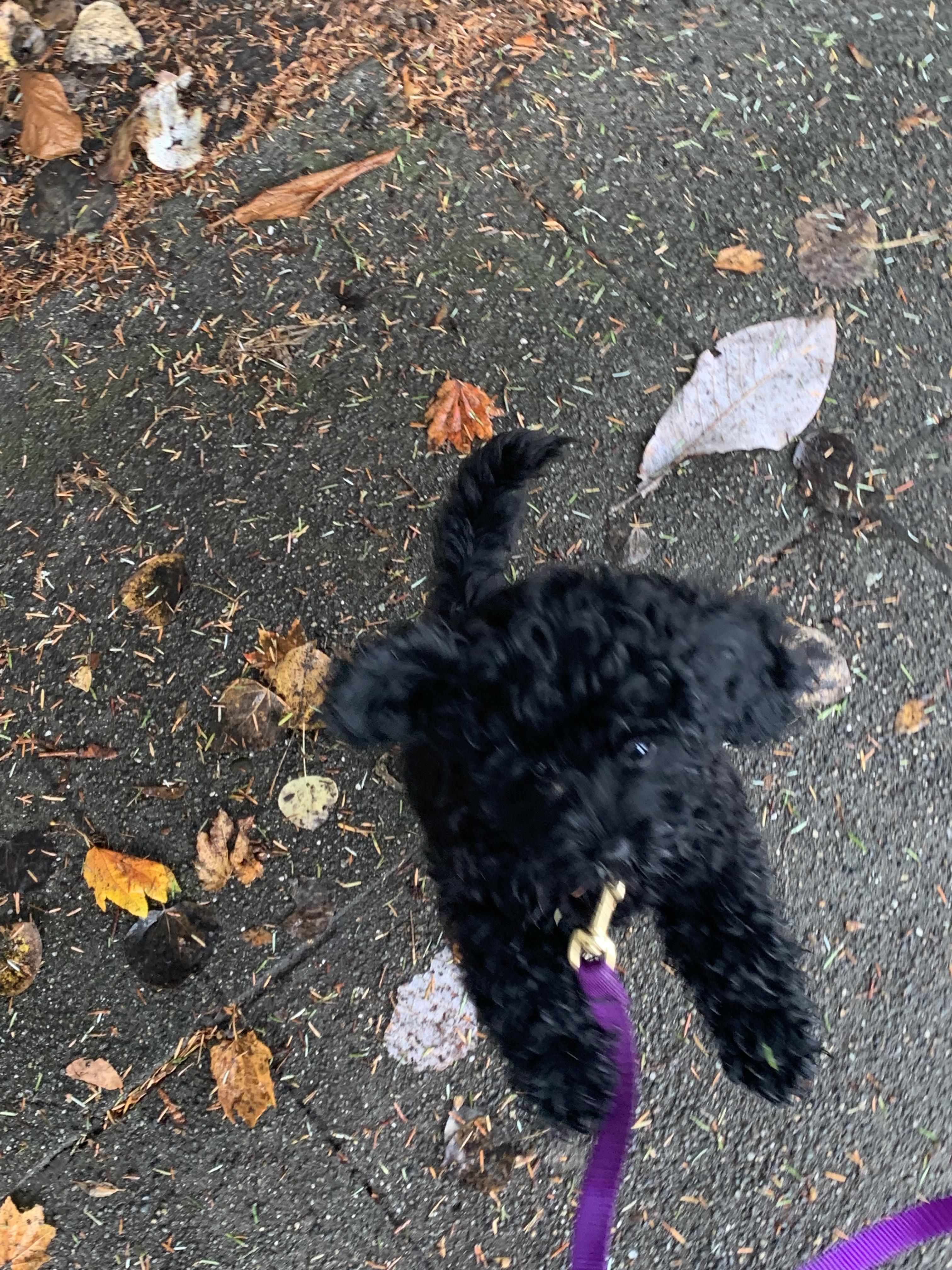 Chia getting the hang of walks | Scrolller