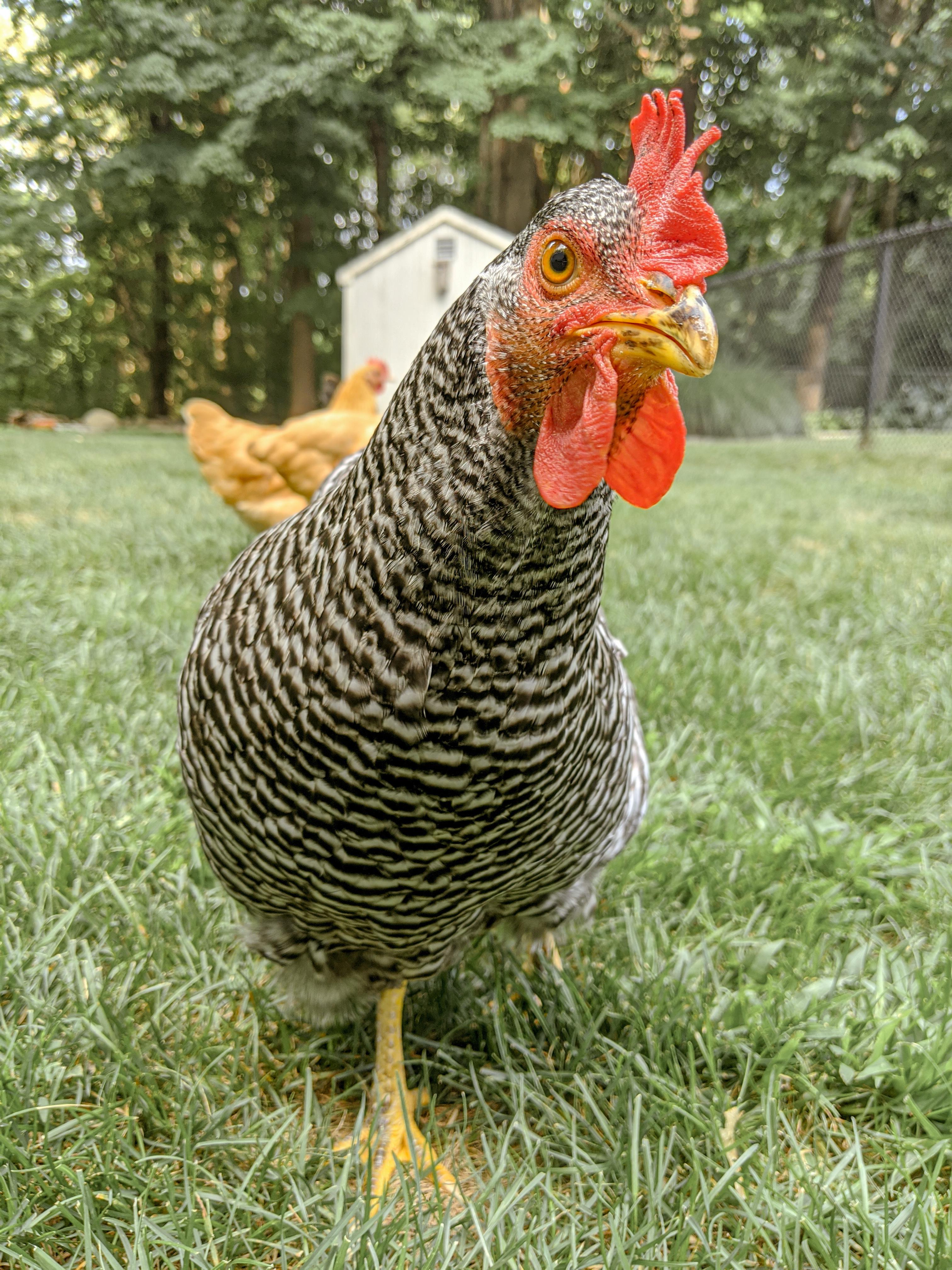 Chickens are my favorite animal. Best pets too. | Scrolller