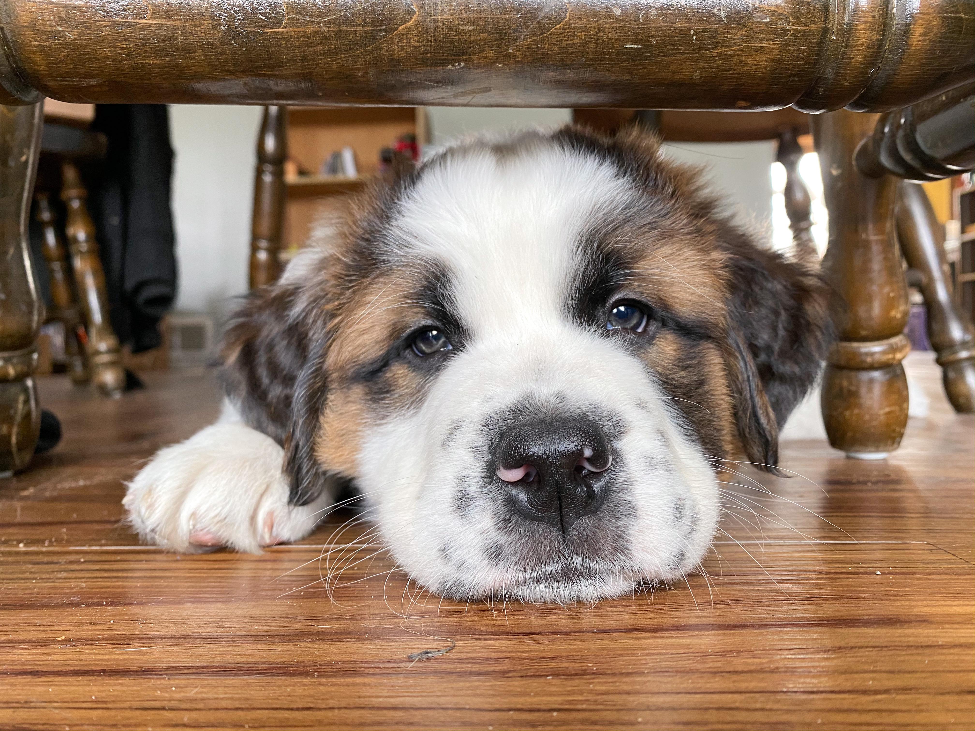 Chief the Saint Bernard. | Scrolller