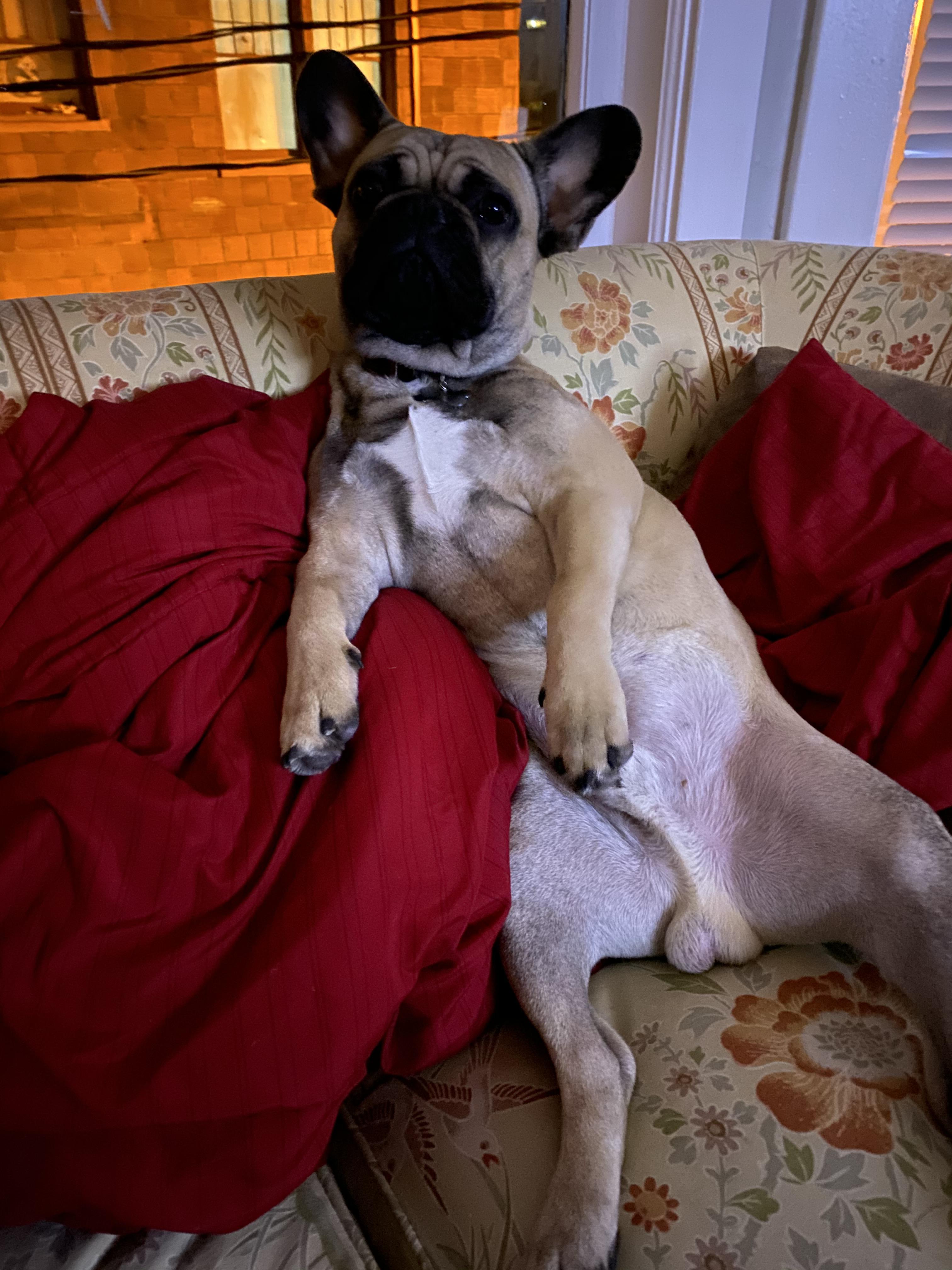 Chilling, Frenchie style. | Scrolller