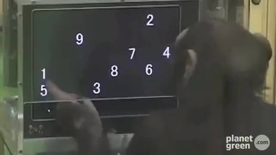 Chimpanzee solving a memory puzzle | Scrolller