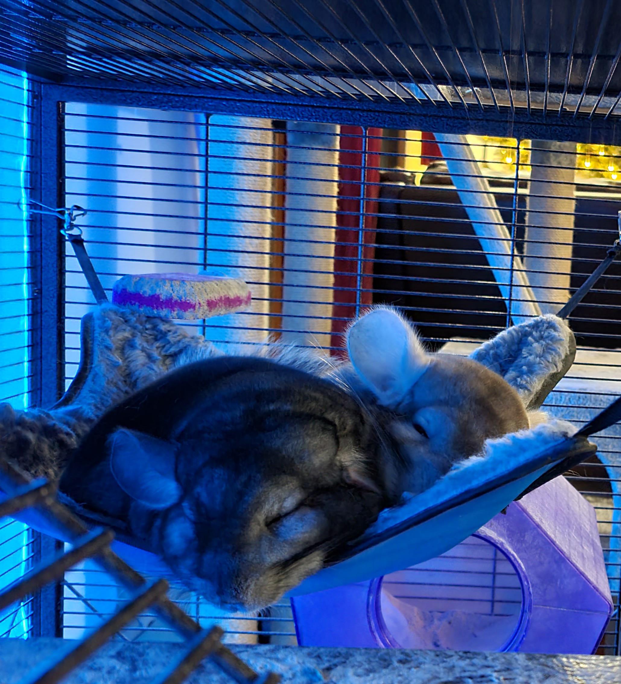 Chin Snuggles | Scrolller