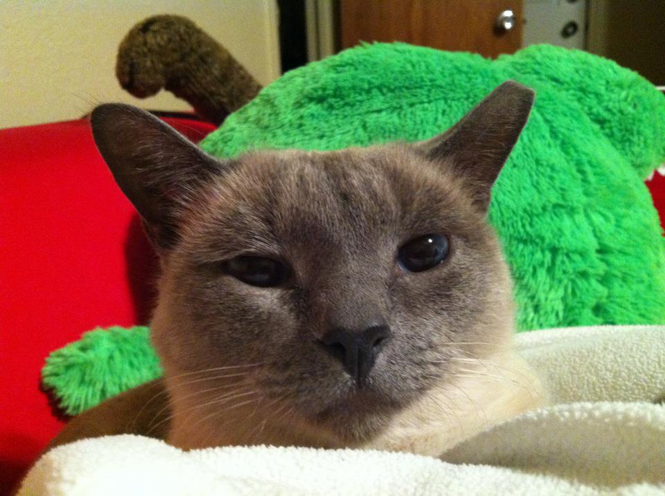 Chloe, my formerly feral Siamese. | Scrolller