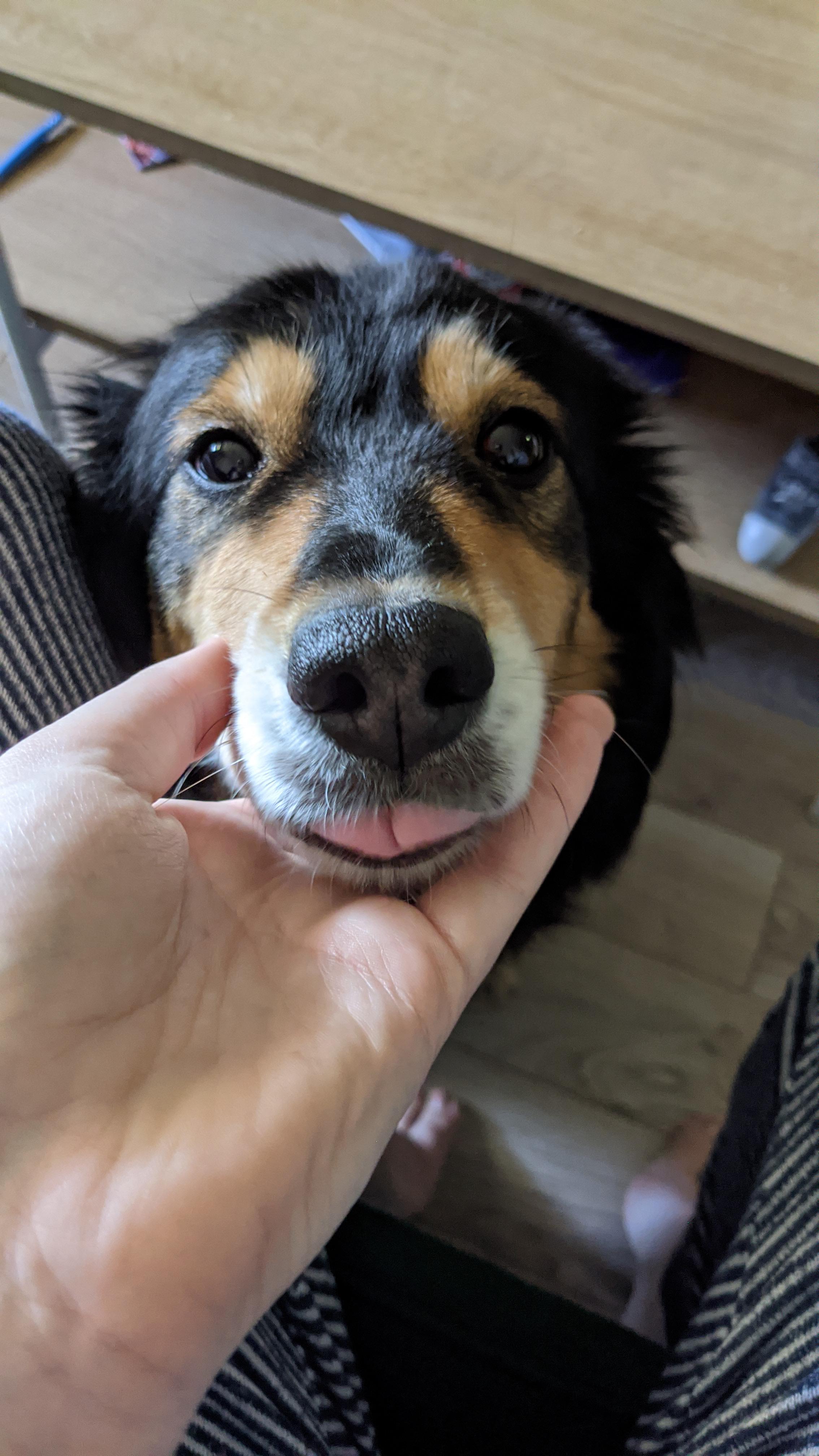 Chloe says good morning with her sleepy little blop | Scrolller