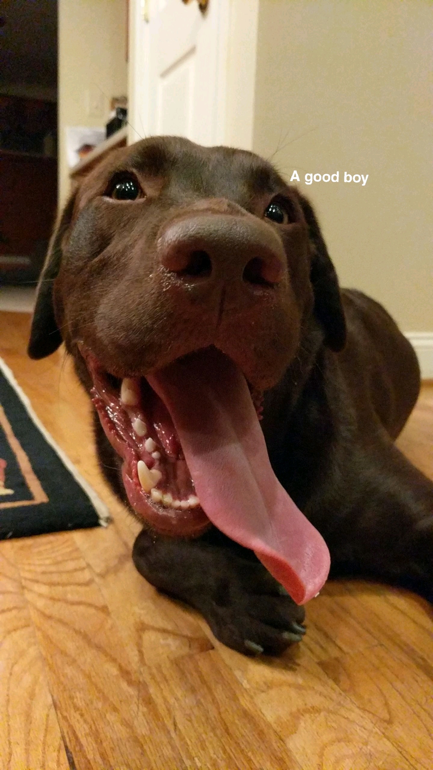 Choccy boye post-fetch sesh | Scrolller