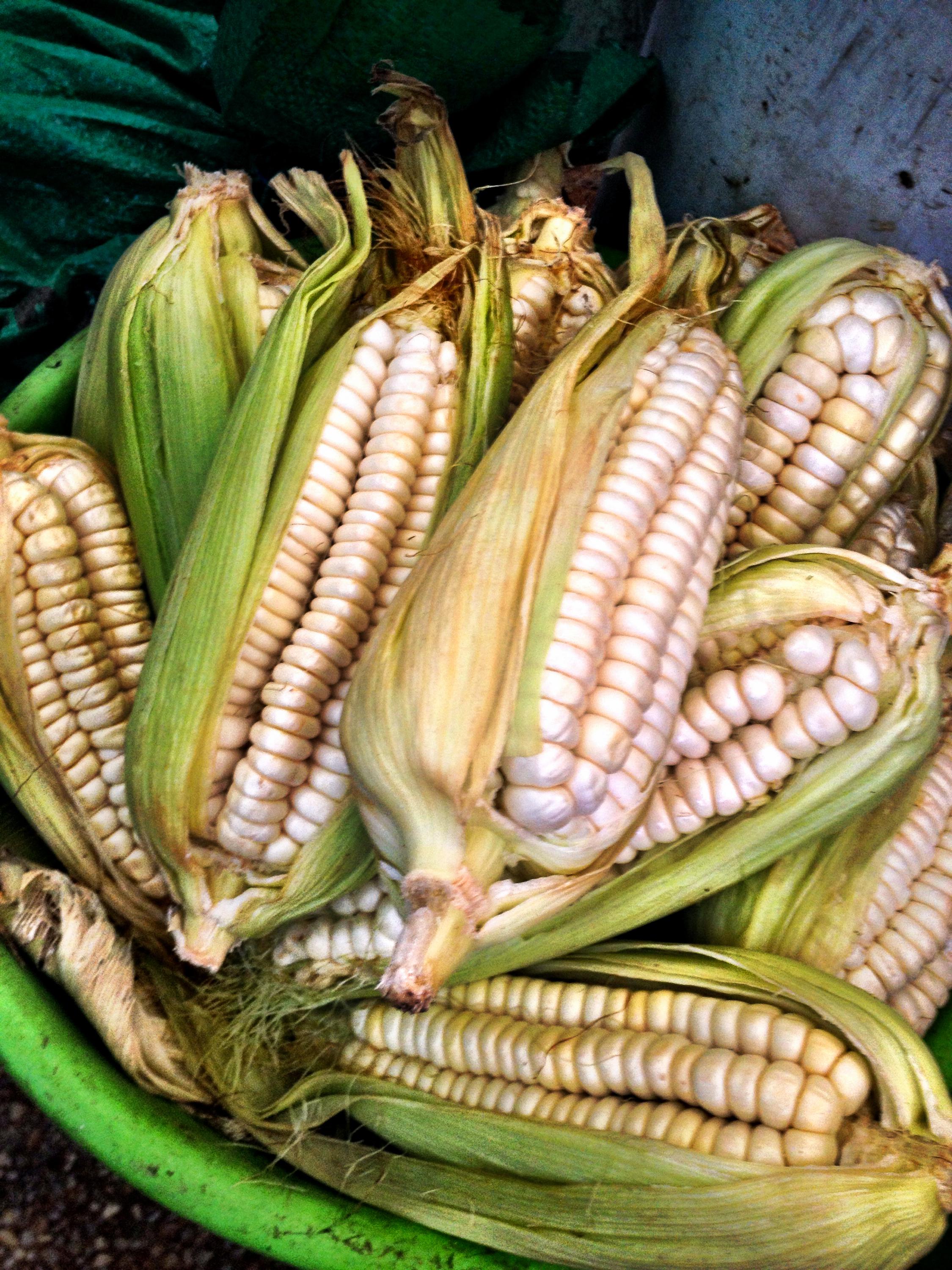 Choclo: The Giant Corn of Peru | Scrolller