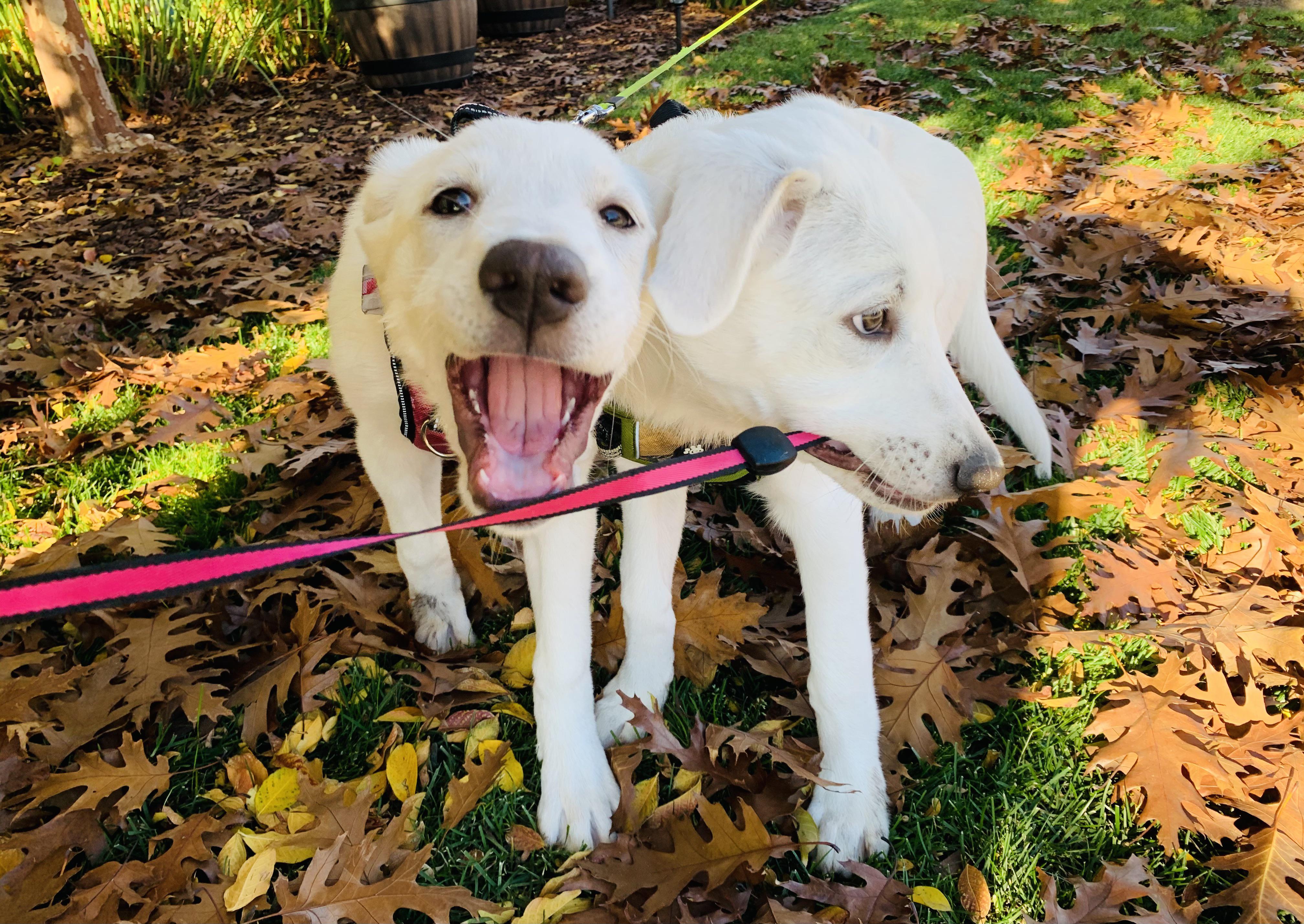 Chomp chomp chomp! | Scrolller