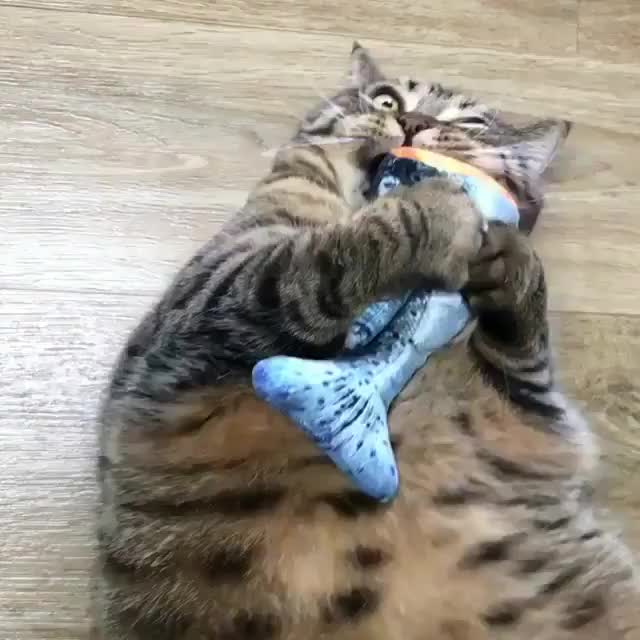 chonk belly | Scrolller