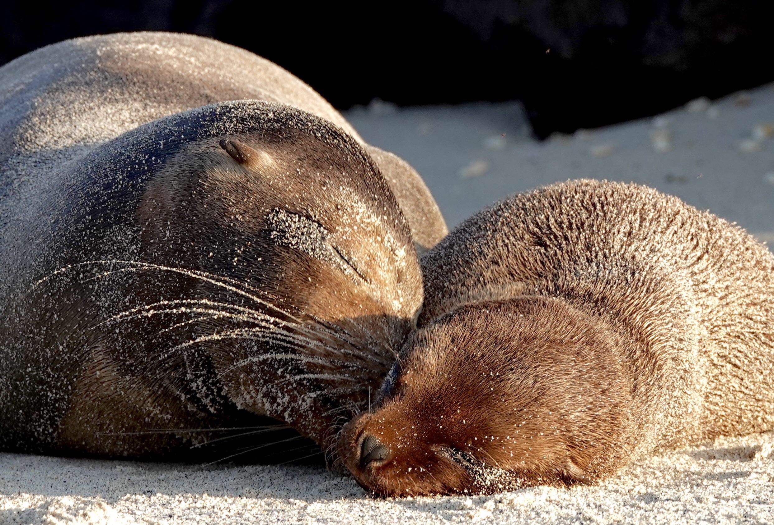 CHONK FAMILY IS SLEEPING | Scrolller