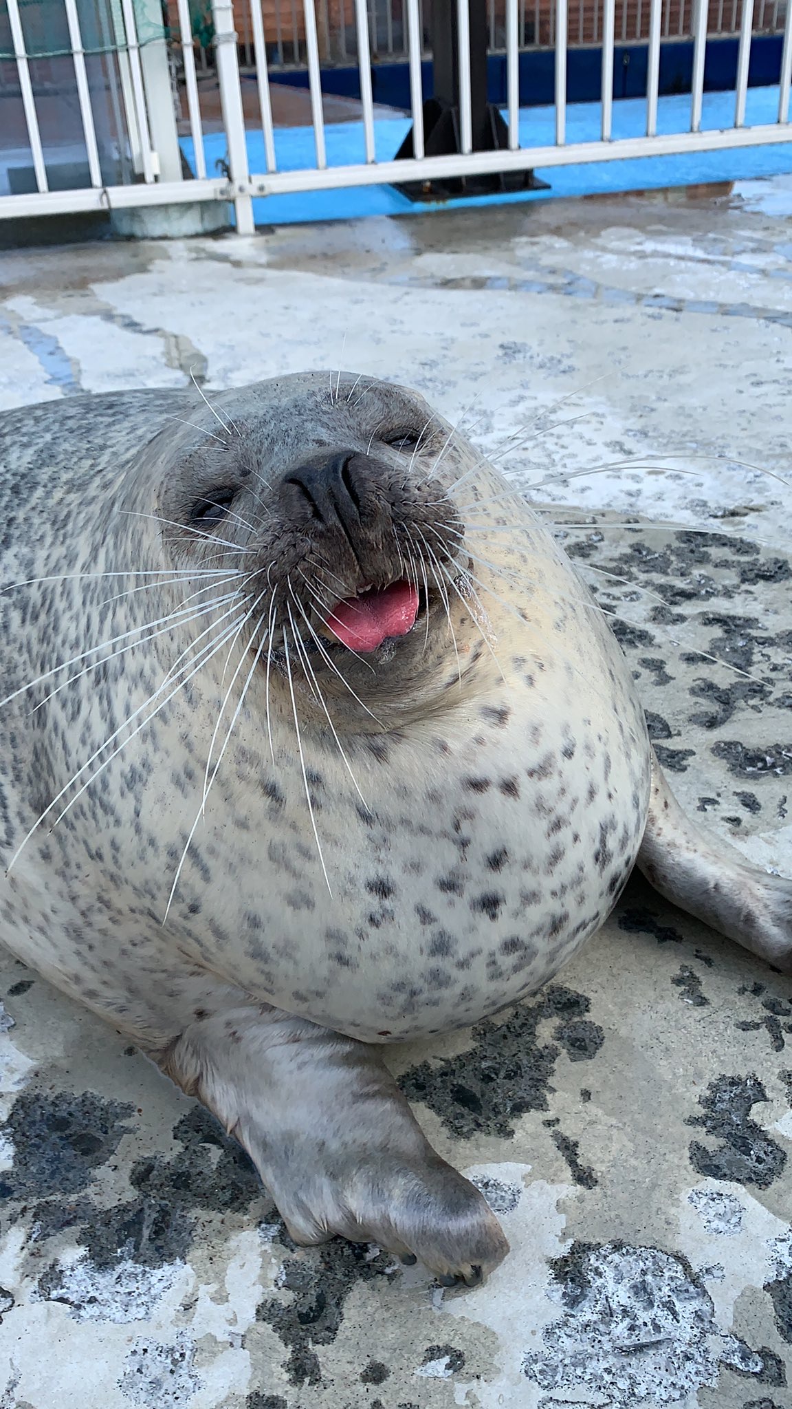 CHONK LICKS VERY MUCH | Scrolller