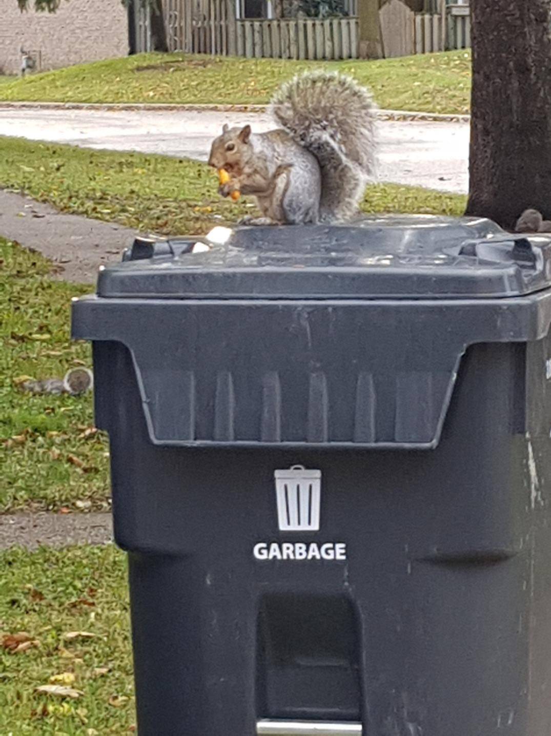 Chonker eating garbage cheetos | Scrolller