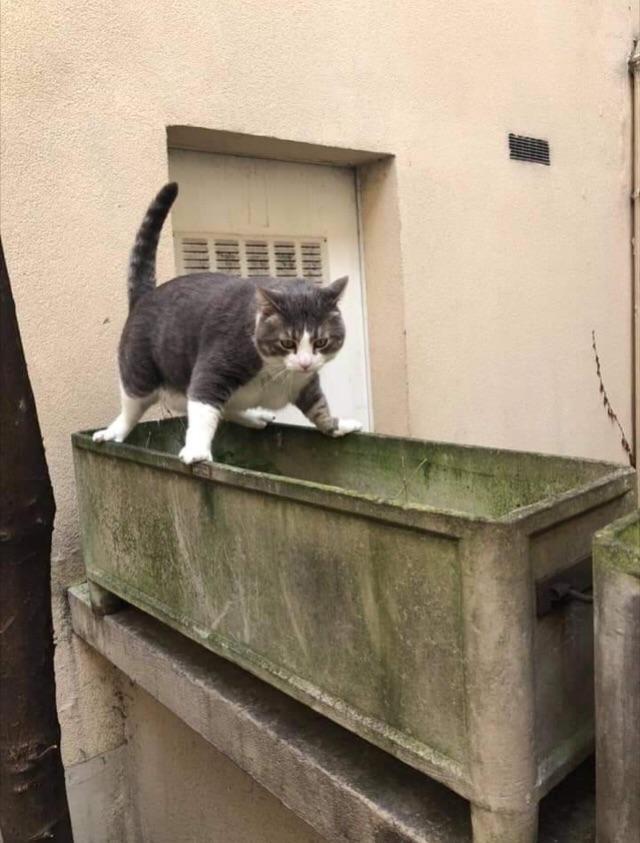 Chonker predicament | Scrolller