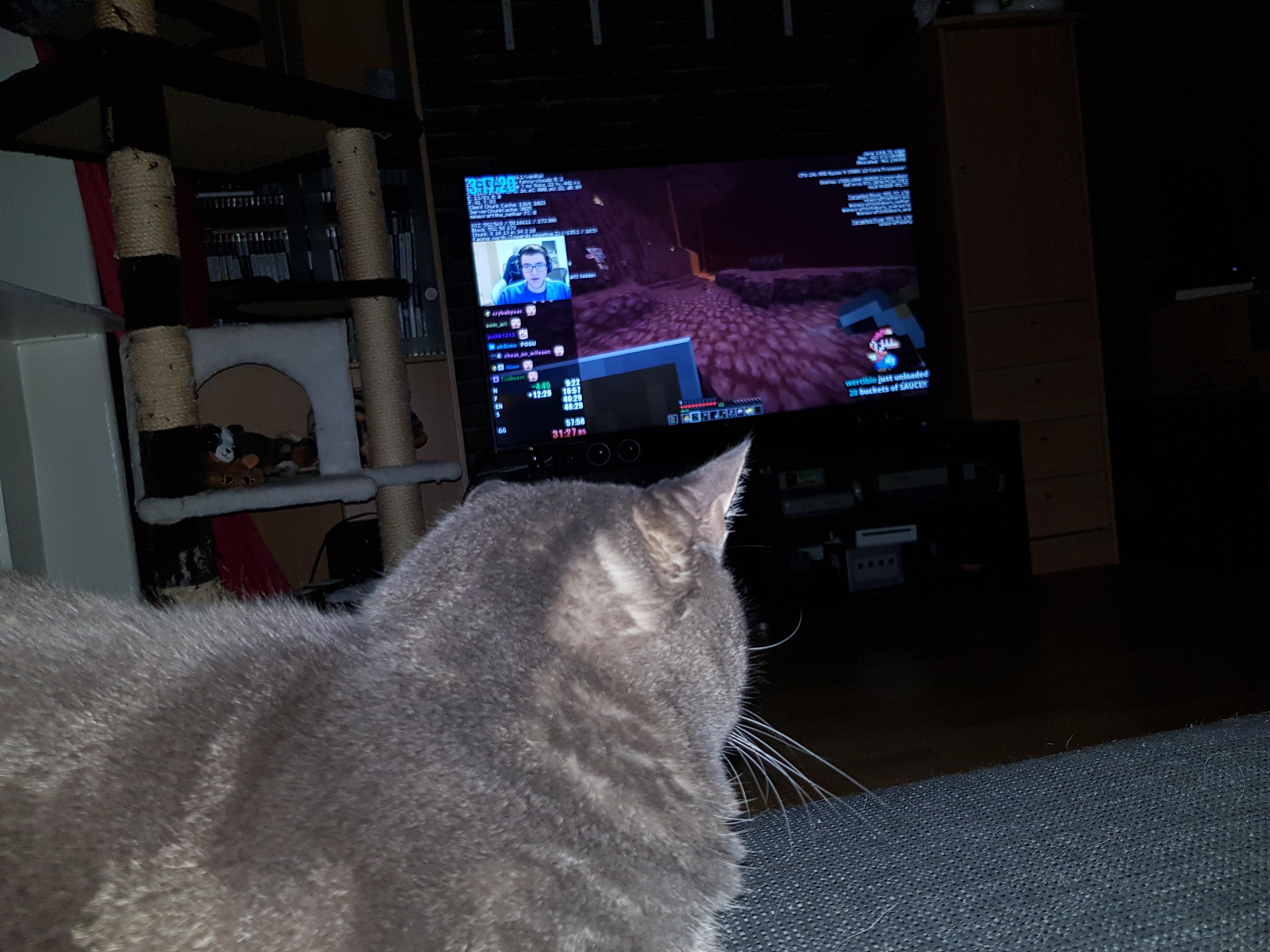 Chonker watching tier 1 speedrunner | Scrolller