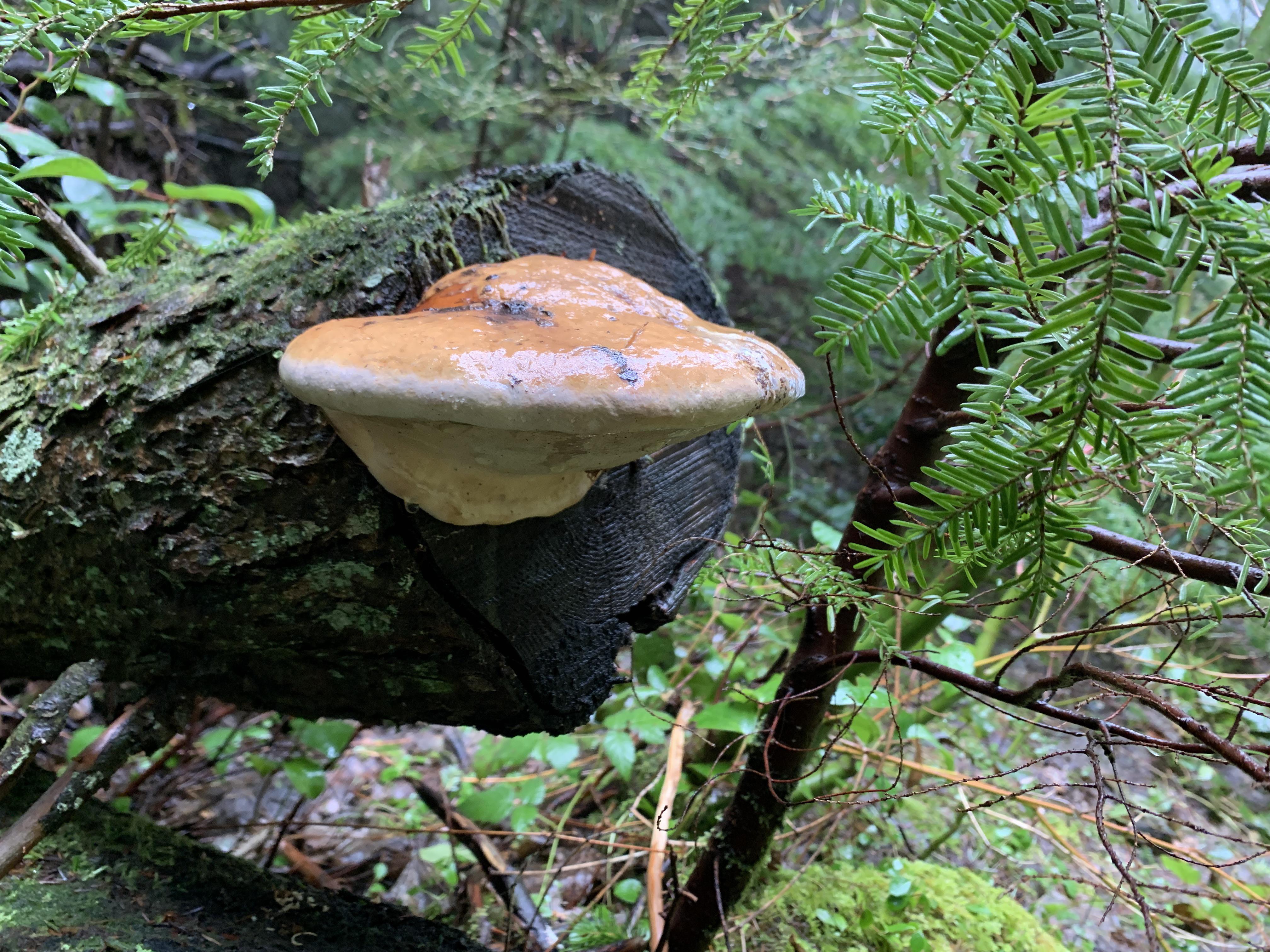 Chonky boi | Scrolller