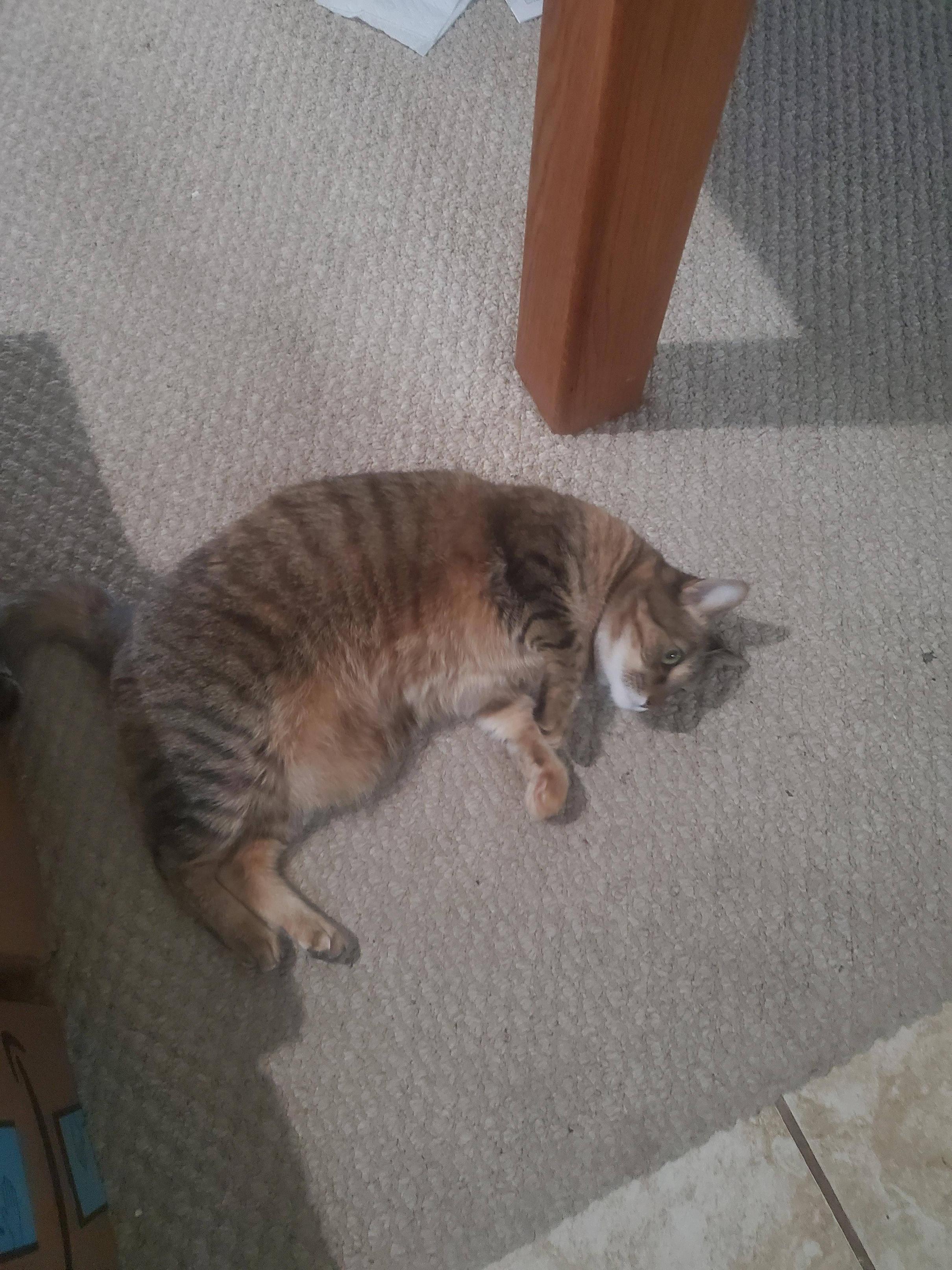 Chonky Boy. | Scrolller