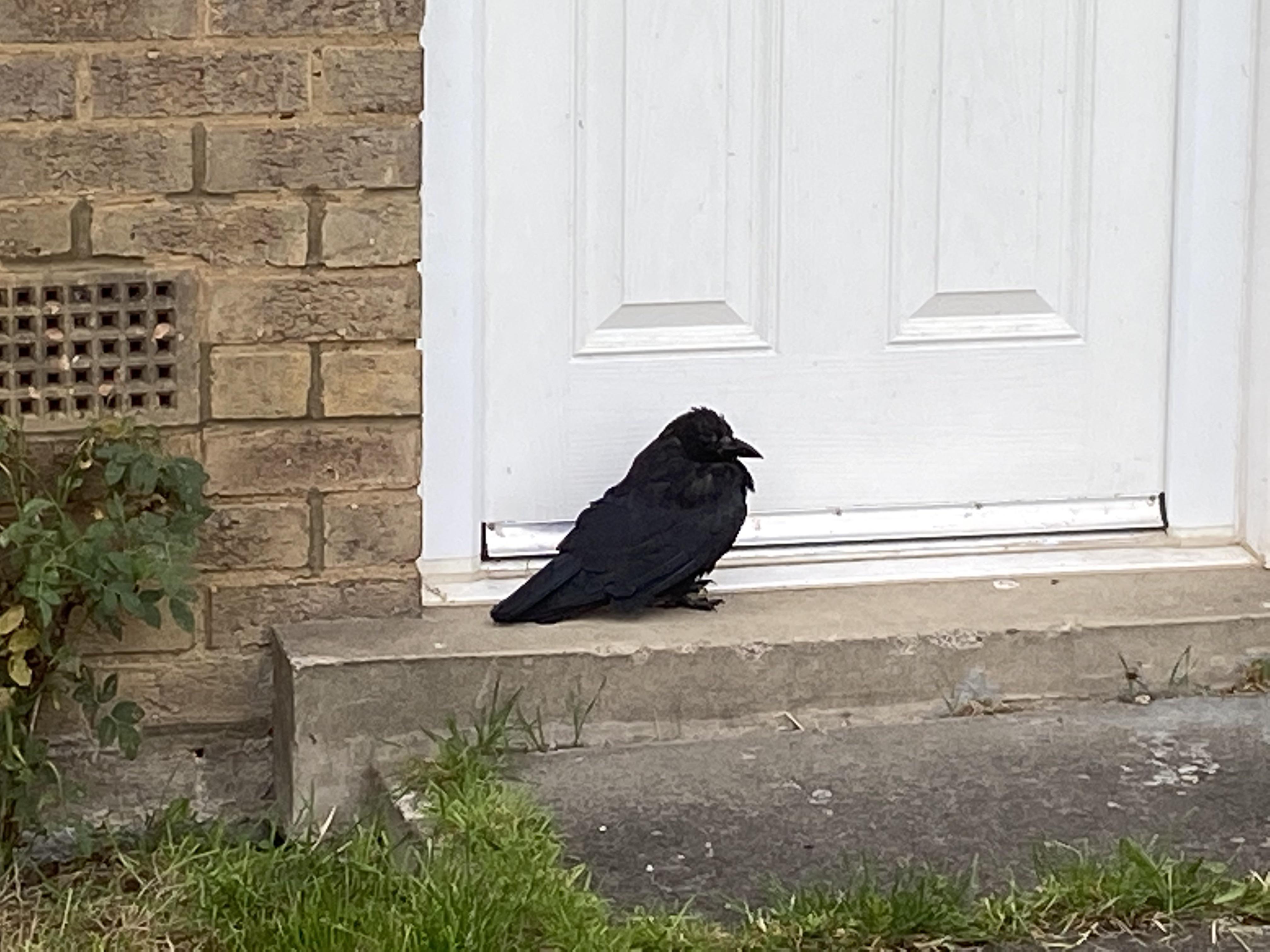 Chonky crow | Scrolller